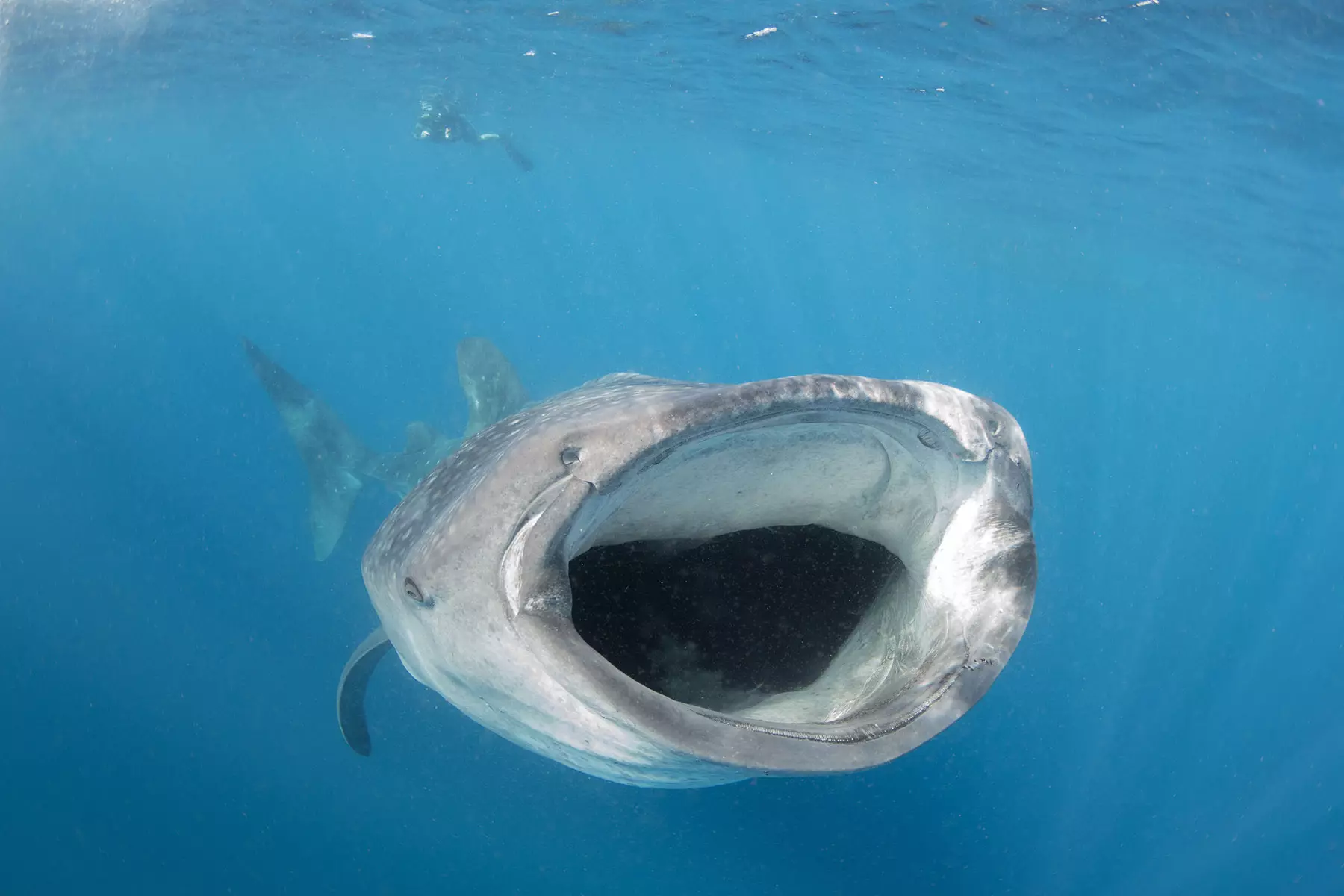 Whale Shark ono pa Isla Mujeres ti Mexico