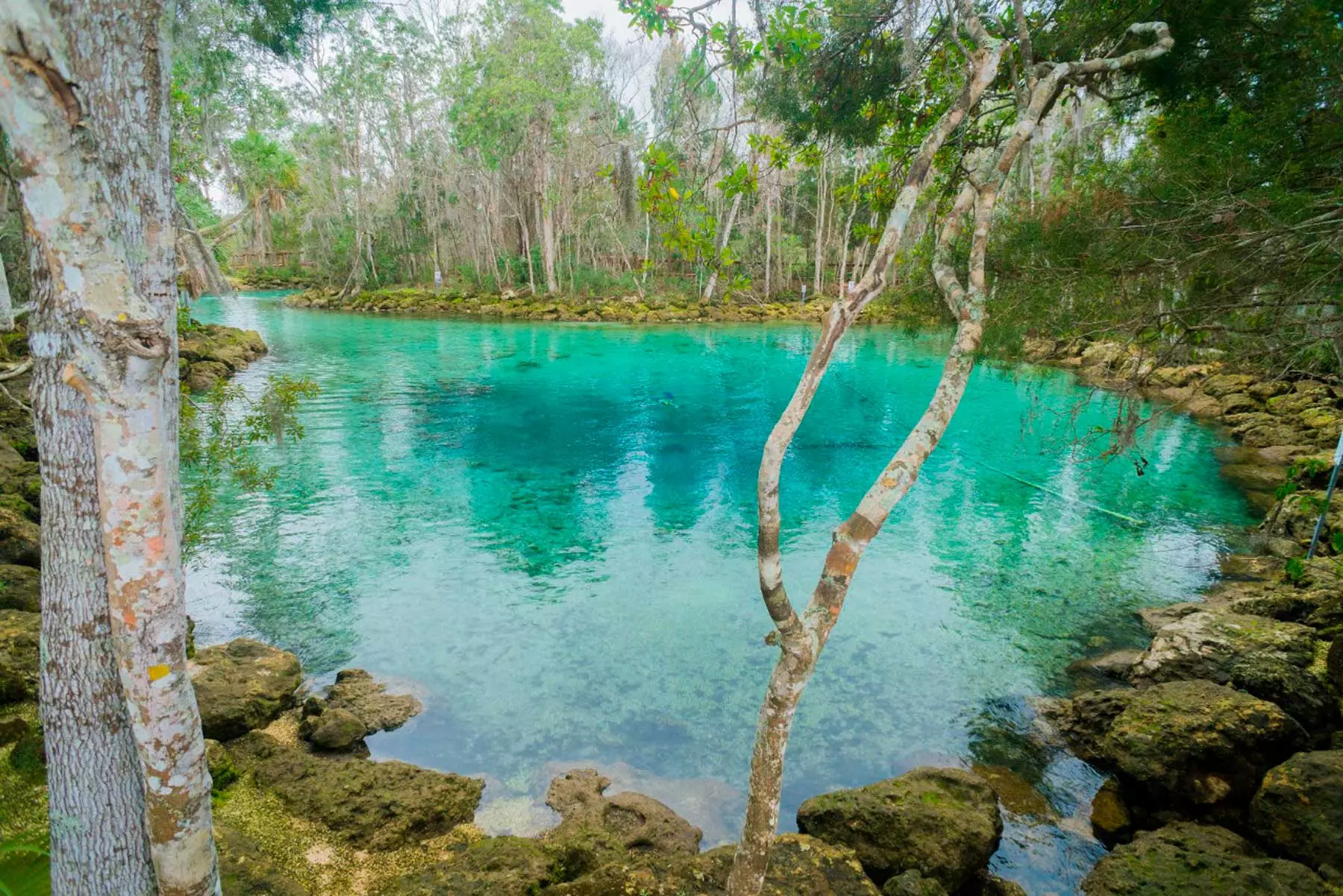 Three Sisters Springs בקריסטל ריברס, פלורידה