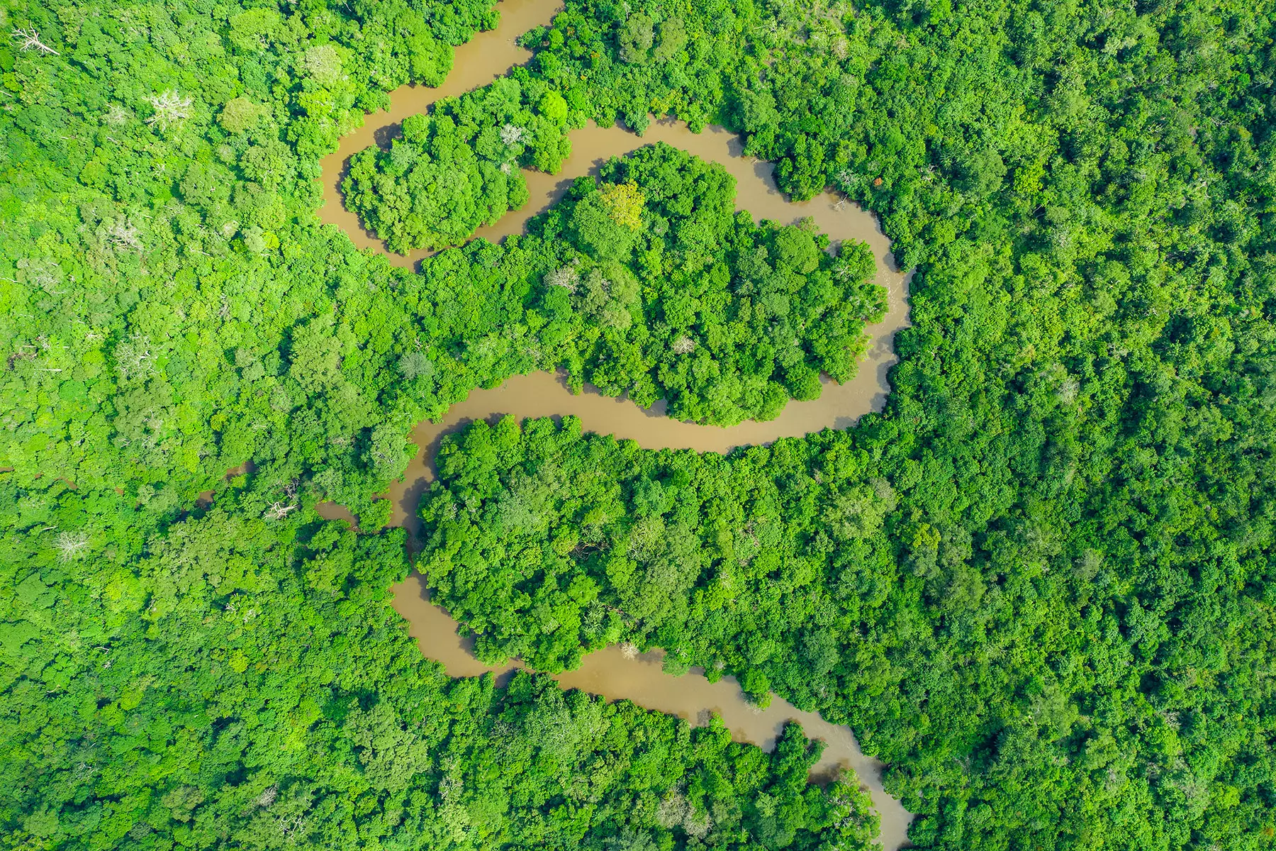Vingiuojanti džiunglių upė Kongo baseino atogrąžų miškuose