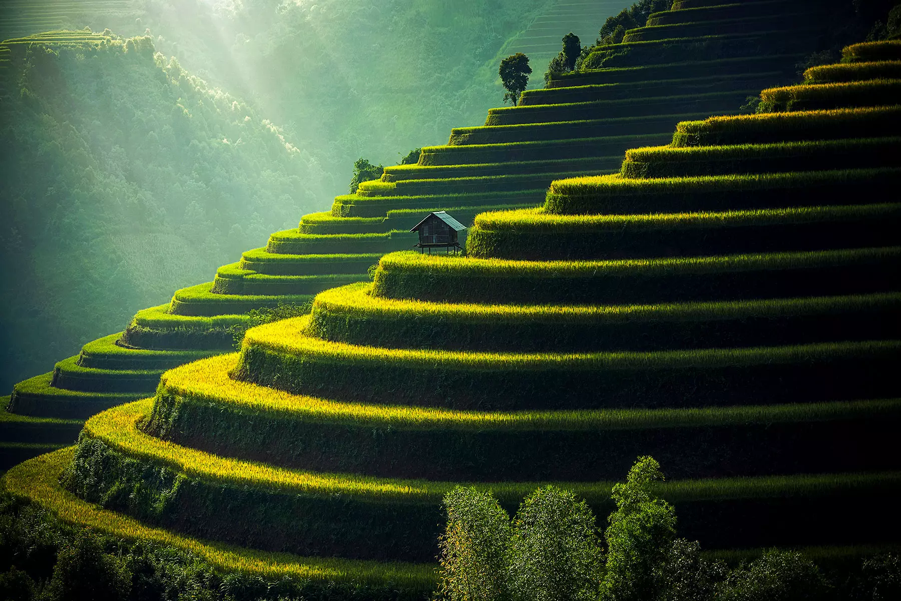 grožio ryžių terasos Sa pa, Vietnamas