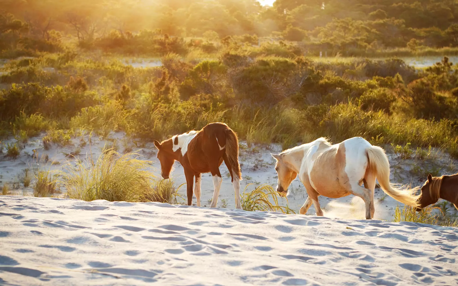 Terrains de camping de l'île d'Assateague, Maryland