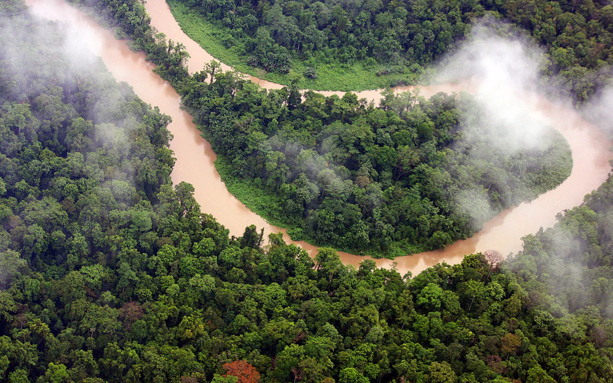 Jungle Meander