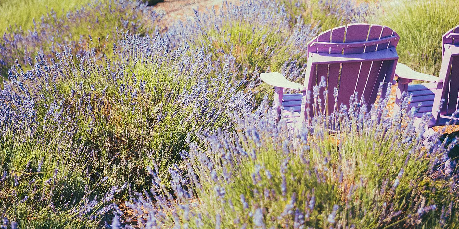 Lenei Fa'ato'aga Lavender e fuga mai i le sili atu ma le 80,000 la'au i vaitau uma - ma e na'o le 2 itula mai le NYC.