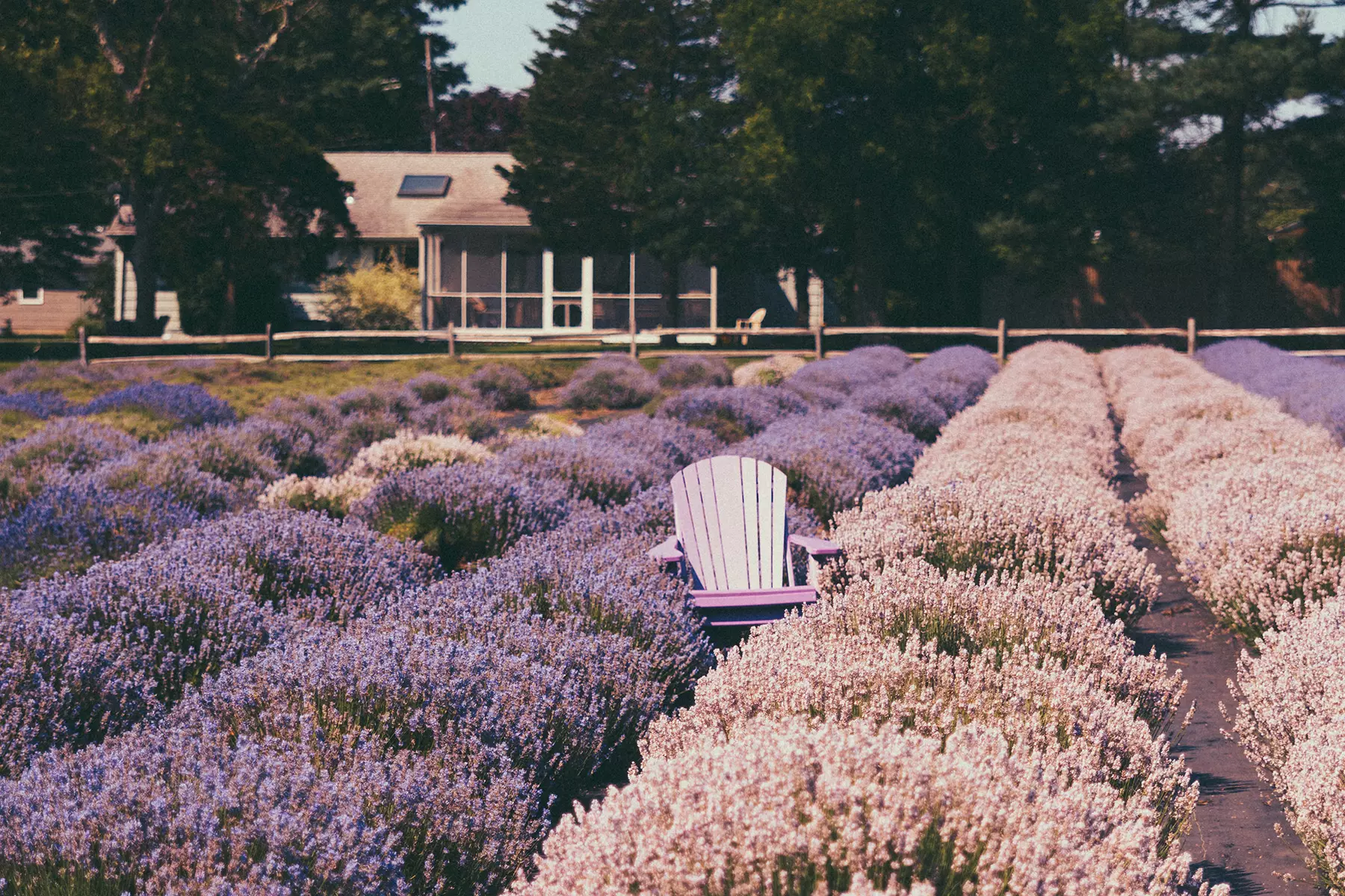 Polja sivke v Lavender By The Bay