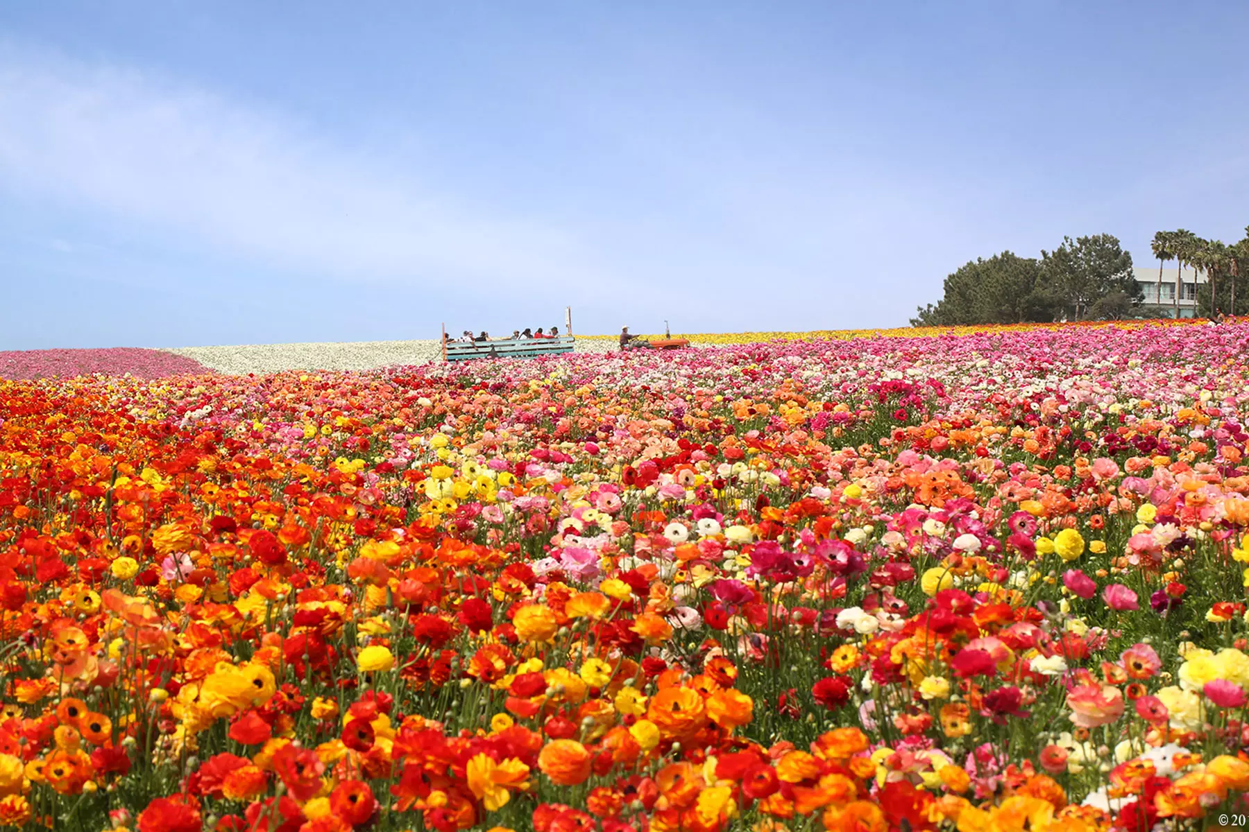 Paseo en tractor polos campos de flores de primavera en plena floración en Carlsbad, California