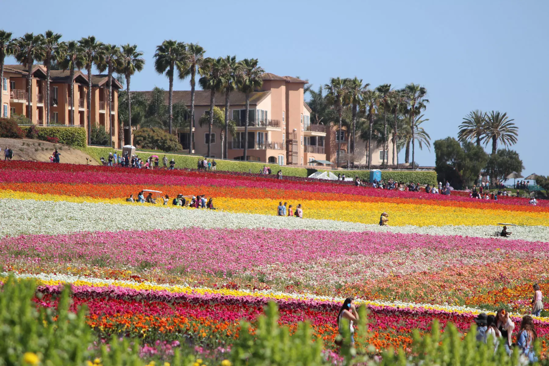 Os visitantes percorren campos de flores de primavera en plena floración en Carlsbad, California