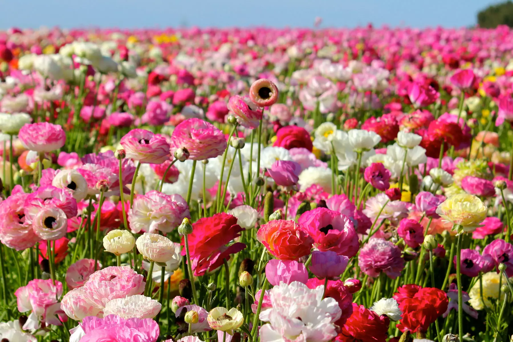 Flores de primavera en plena floración en Carlsbad, California