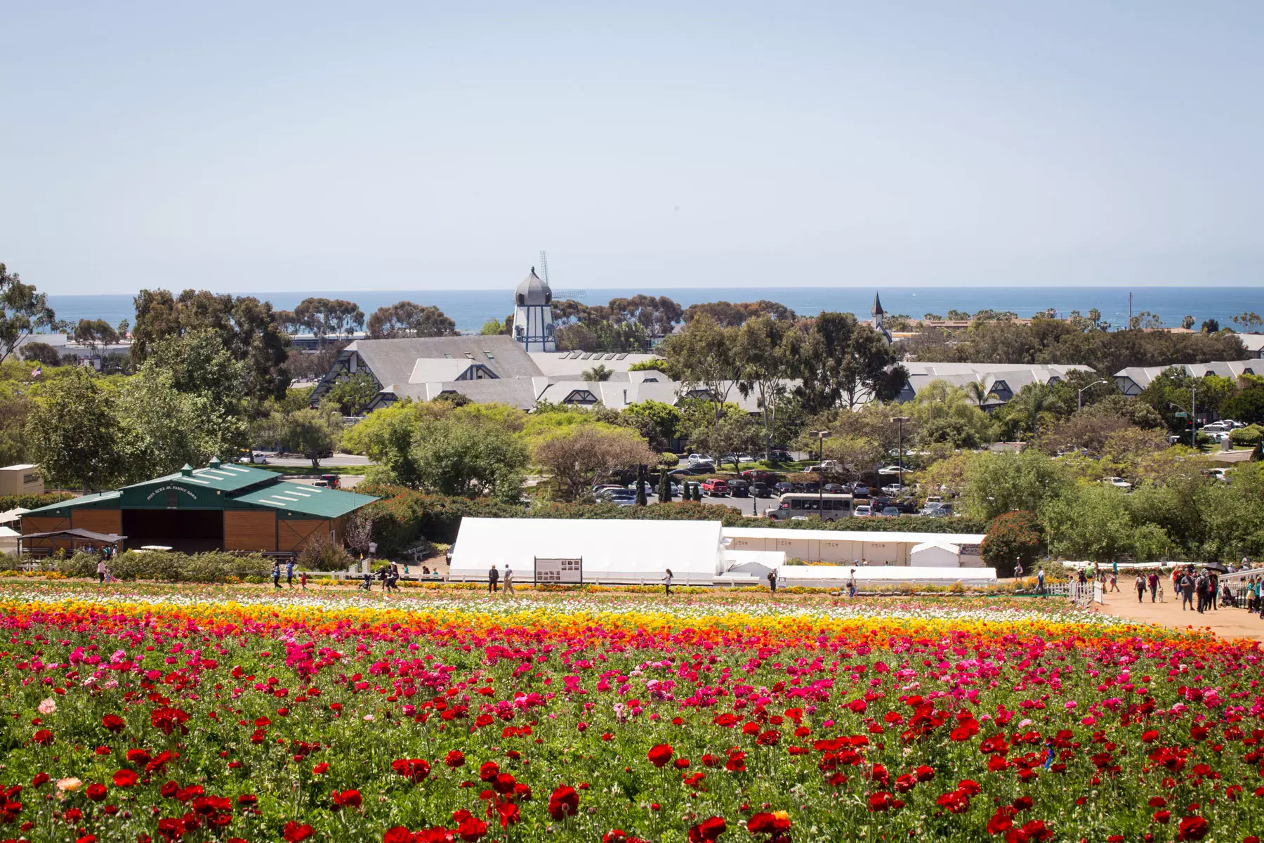 Flores de primavera en plena floración en Carlsbad, California con vistas al océano