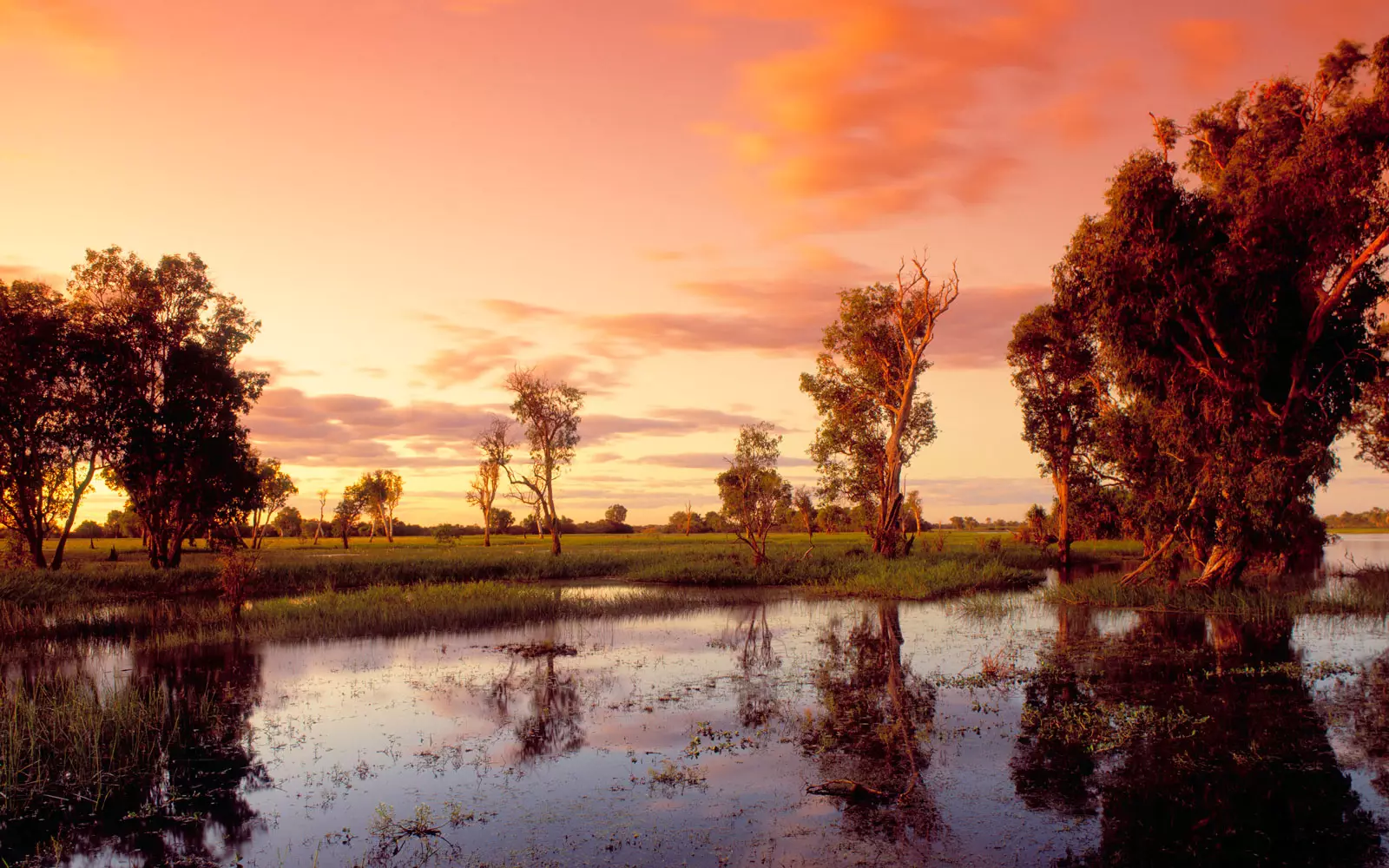 ទឹកលឿងនៅពេលព្រឹកព្រលឹម នៅក្នុងឧទ្យានជាតិ Kakadu ។