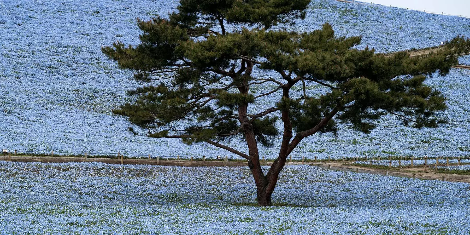 Més de 5 milions de petites flors blaves han florit al parc marítim d'Hitachi del Japó