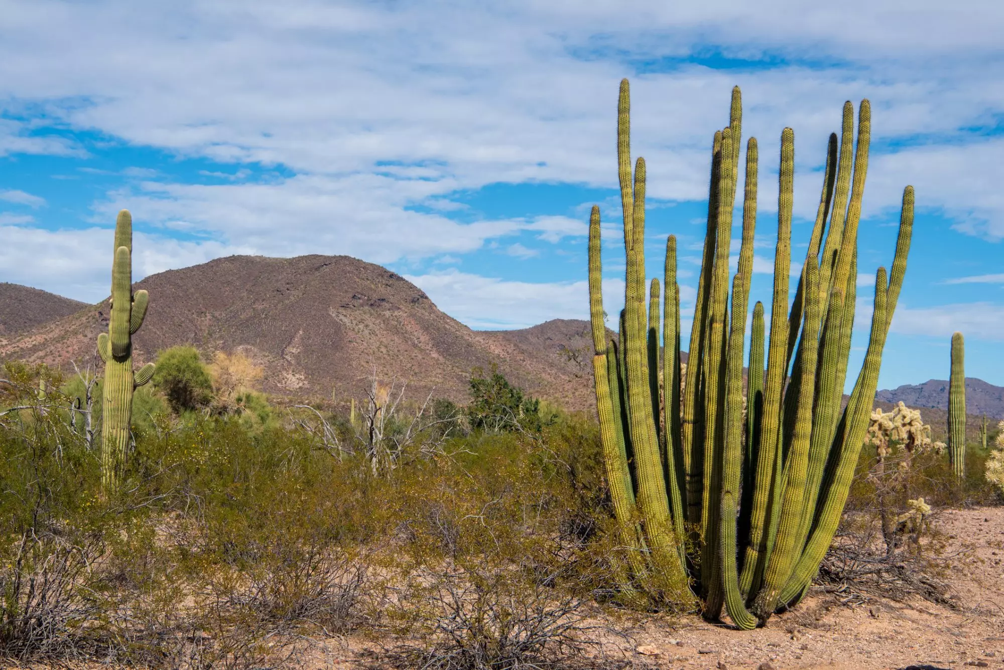 Organ Bomba Cactus National Monument