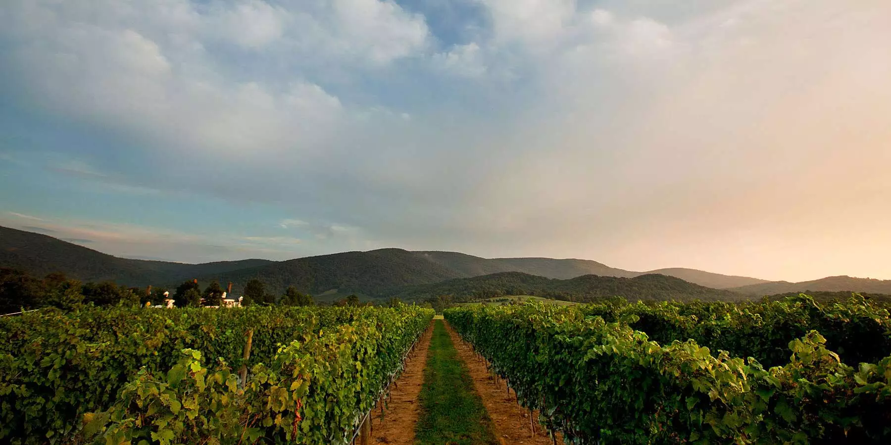 De bedste vingårde i Charlottesville, Virginia og Albermarle County