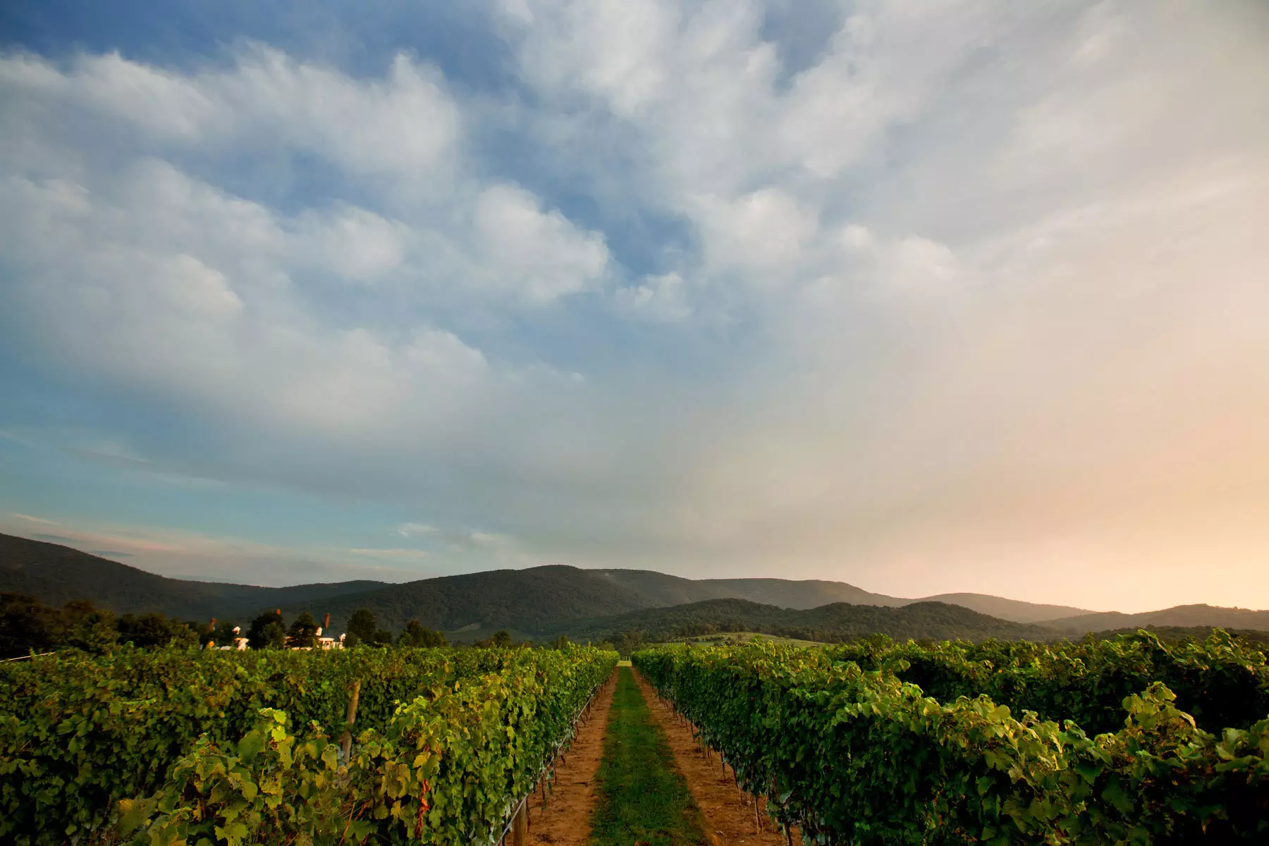 Vingårder på King Family Vineyards