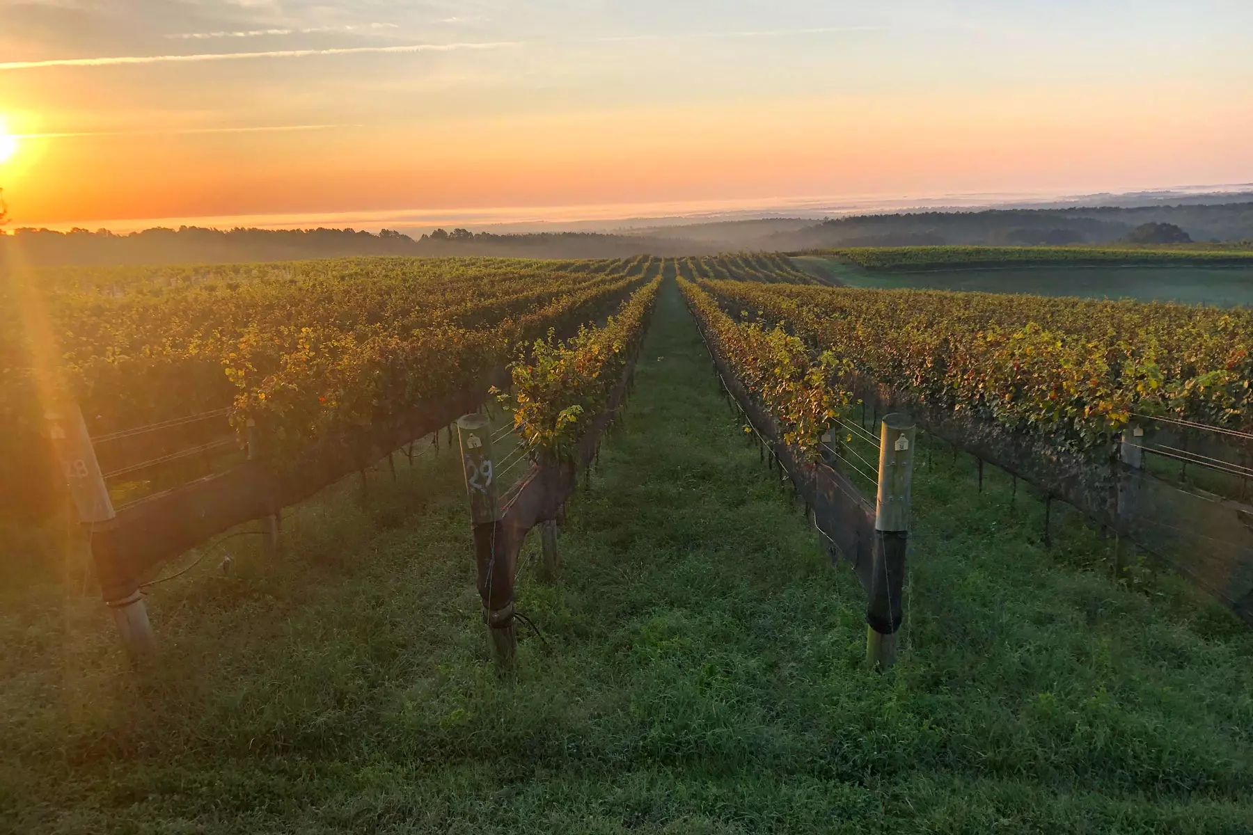 Blenheim Vineyards ved solnedgang