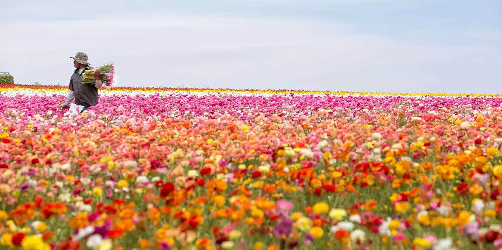 Los campos de flores en Carlsbad son un sueño de Instagram