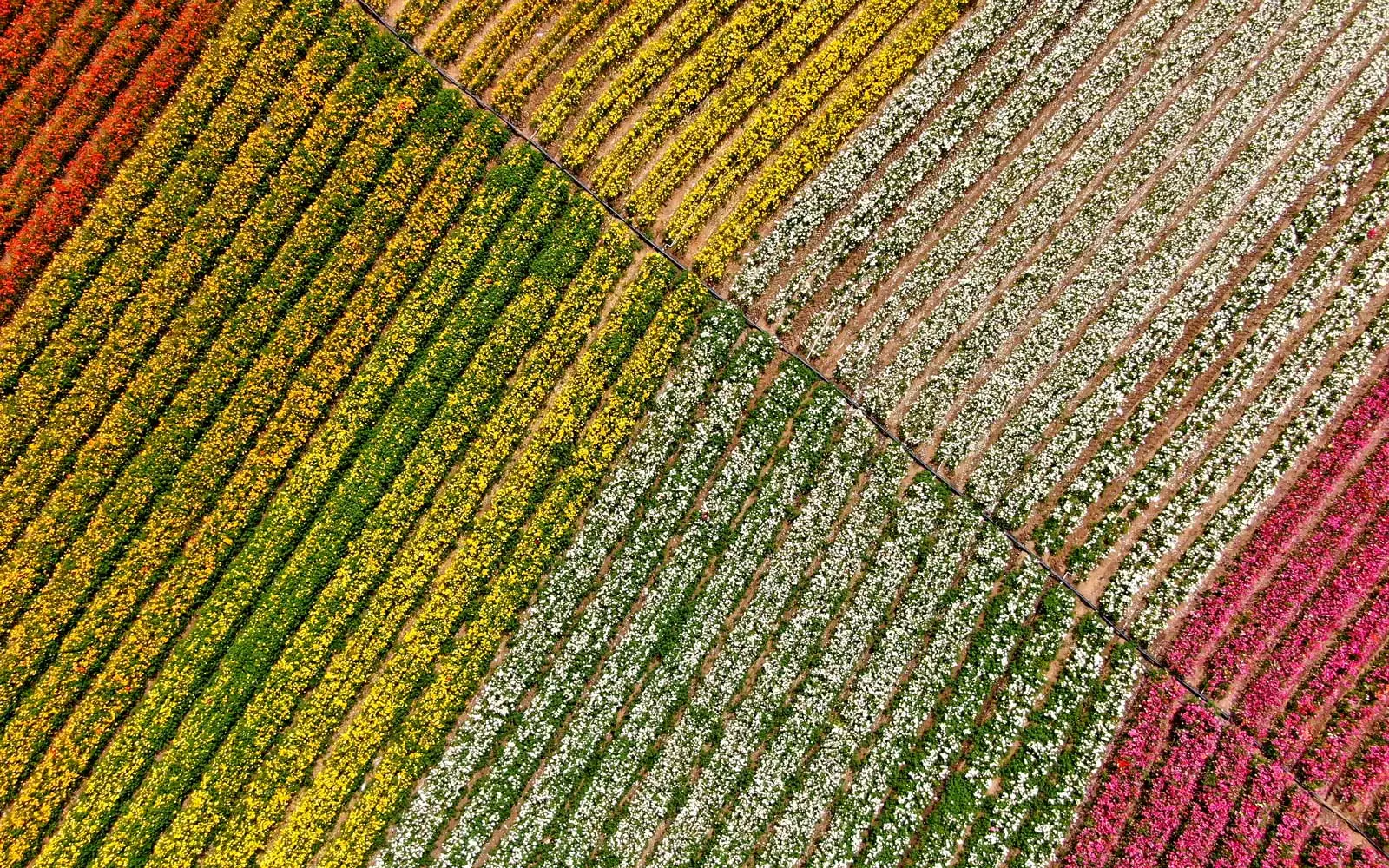 Ladang bunga di California