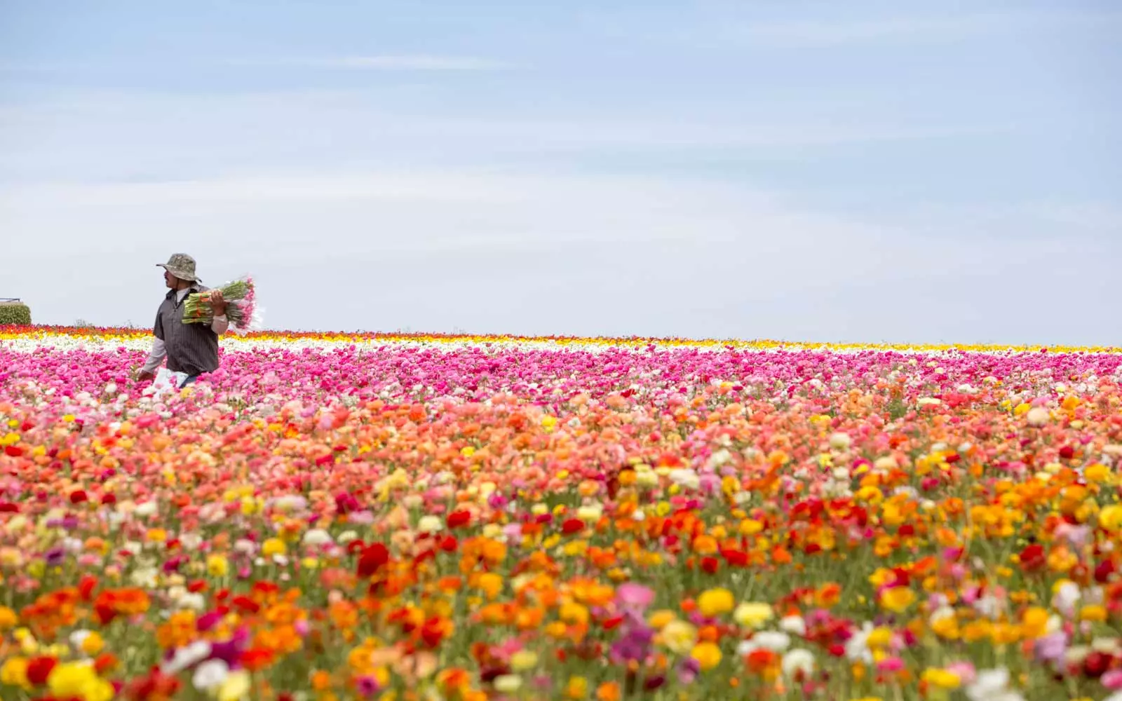 In túnman mei in boeket troch in grut fjild fan ljochte blommen