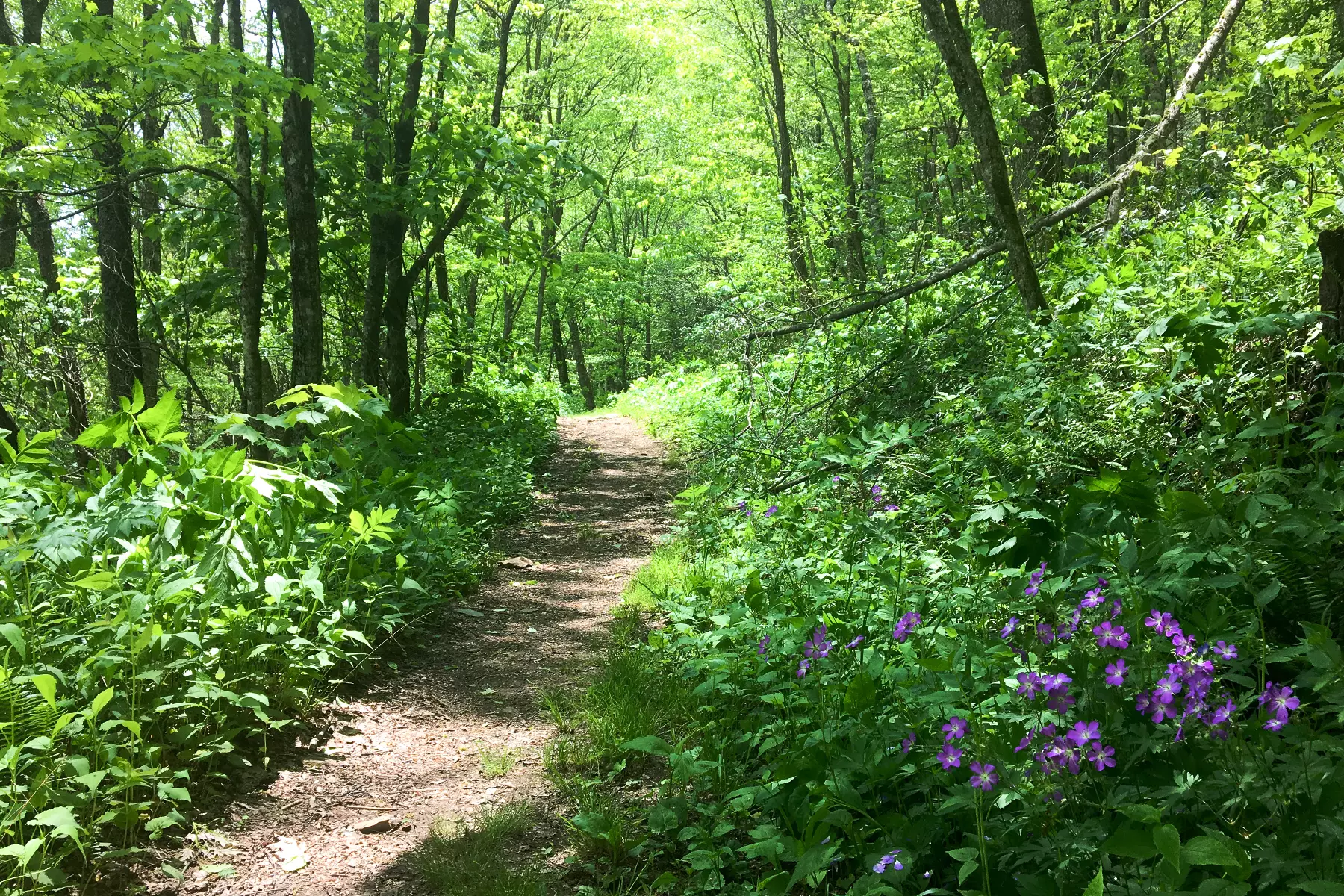 En snavs vandresti gennem Pinnacle Park