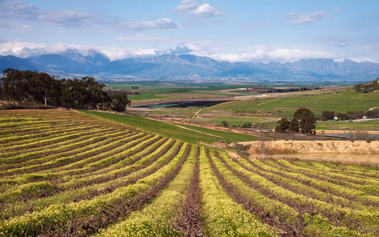 Vingårder i Swartland, Sør-Afrika