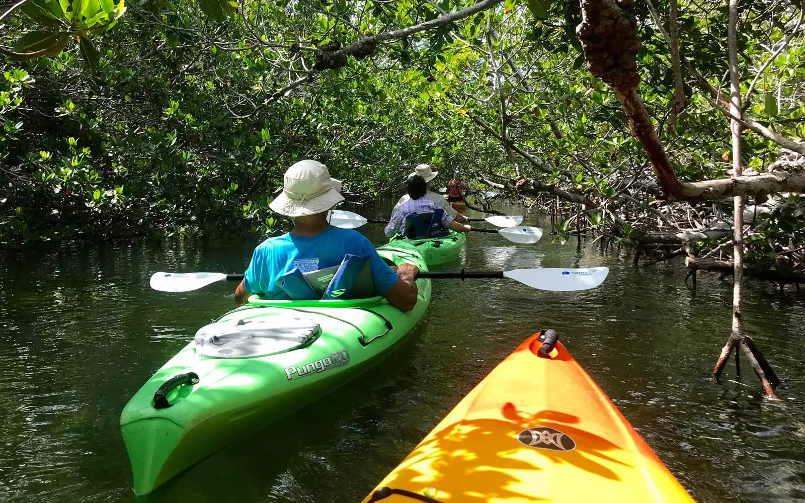 Eochracha Florida