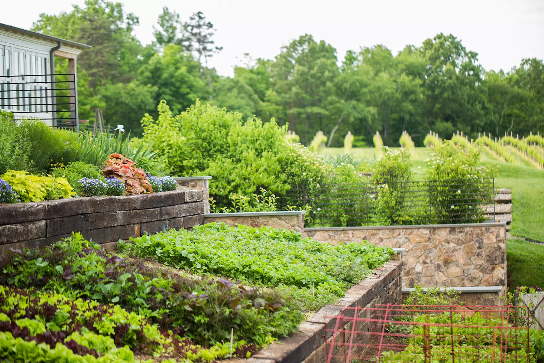 Pippin Hill Farm & Minda yemizambiringa