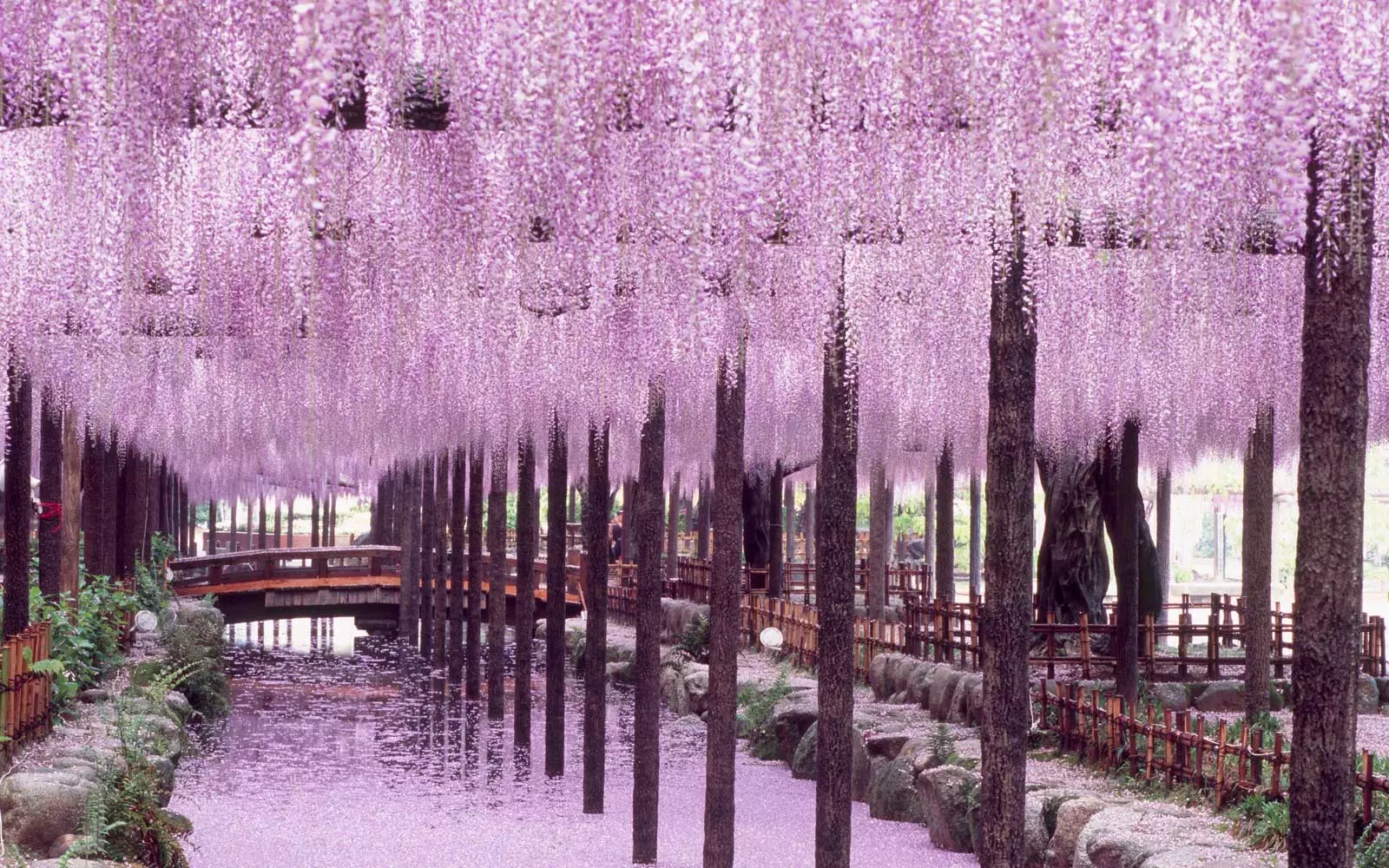 日本的紫藤