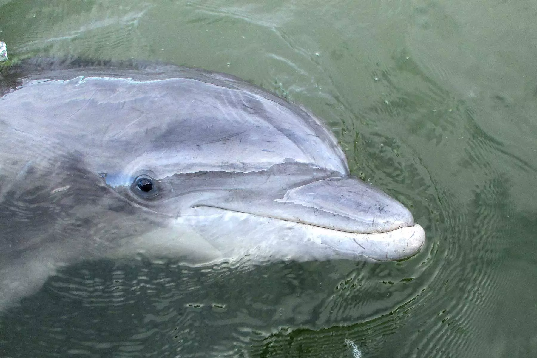 Atlantische tuimelaar die in de wateren rond Hilton Head Island zwemt, zwemt omhoog en poseert voor een portret naast een boot.