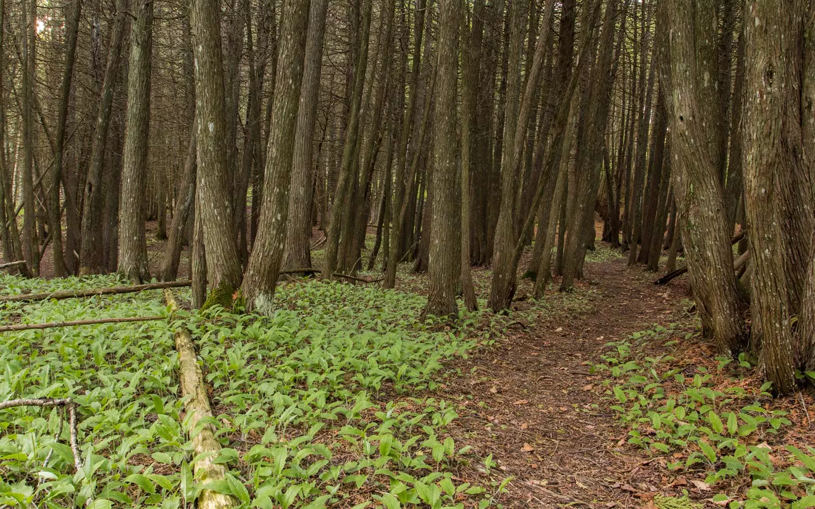 Njia ya Kupanda Mlima, Kisiwa cha Mackinac, Michigan