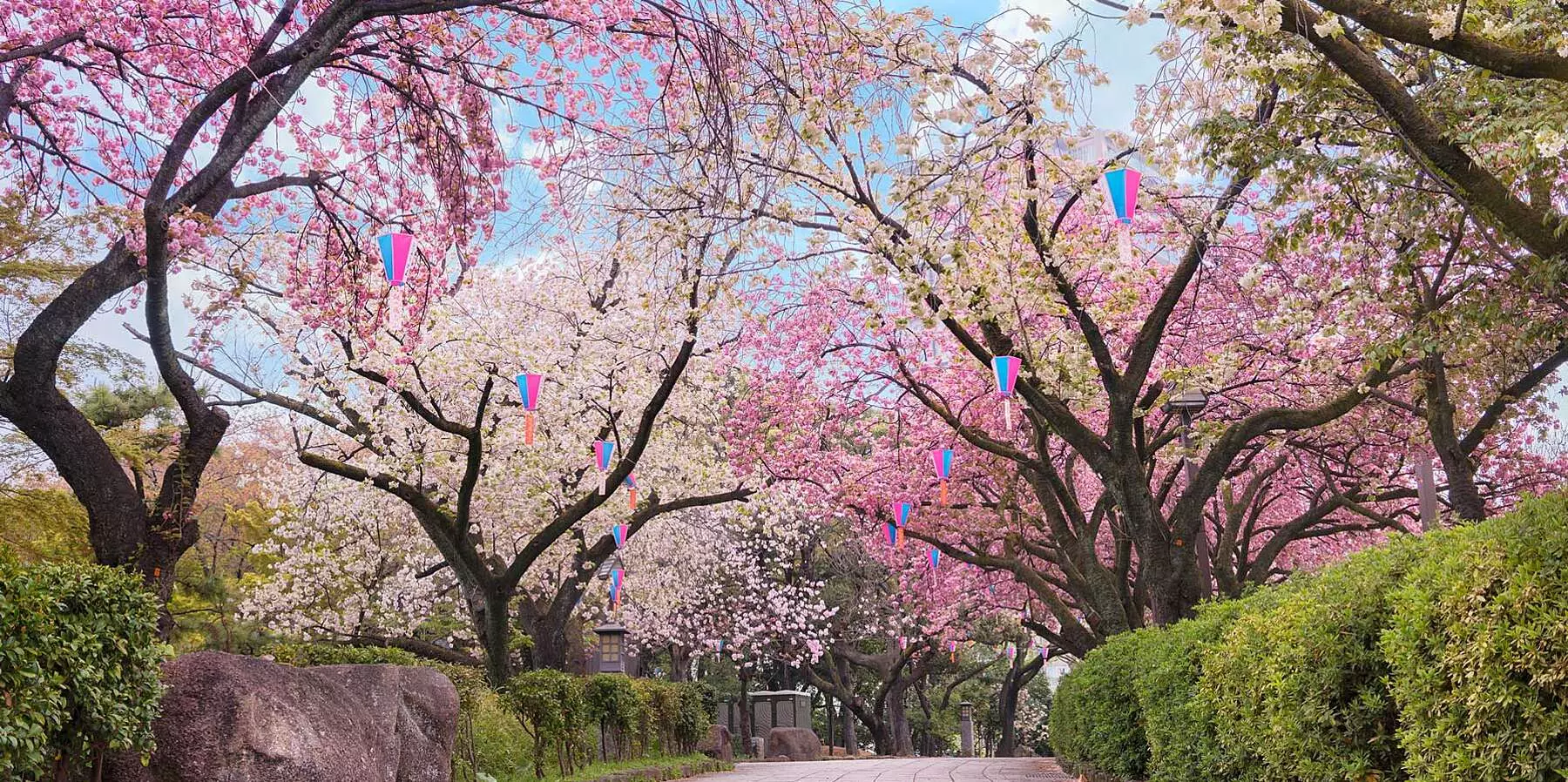 Ang mga Cherry Blossom sa Japan Gilauman nga Mamulak nga Mas Sayo Kay sa Kinaandan Karong Tuig