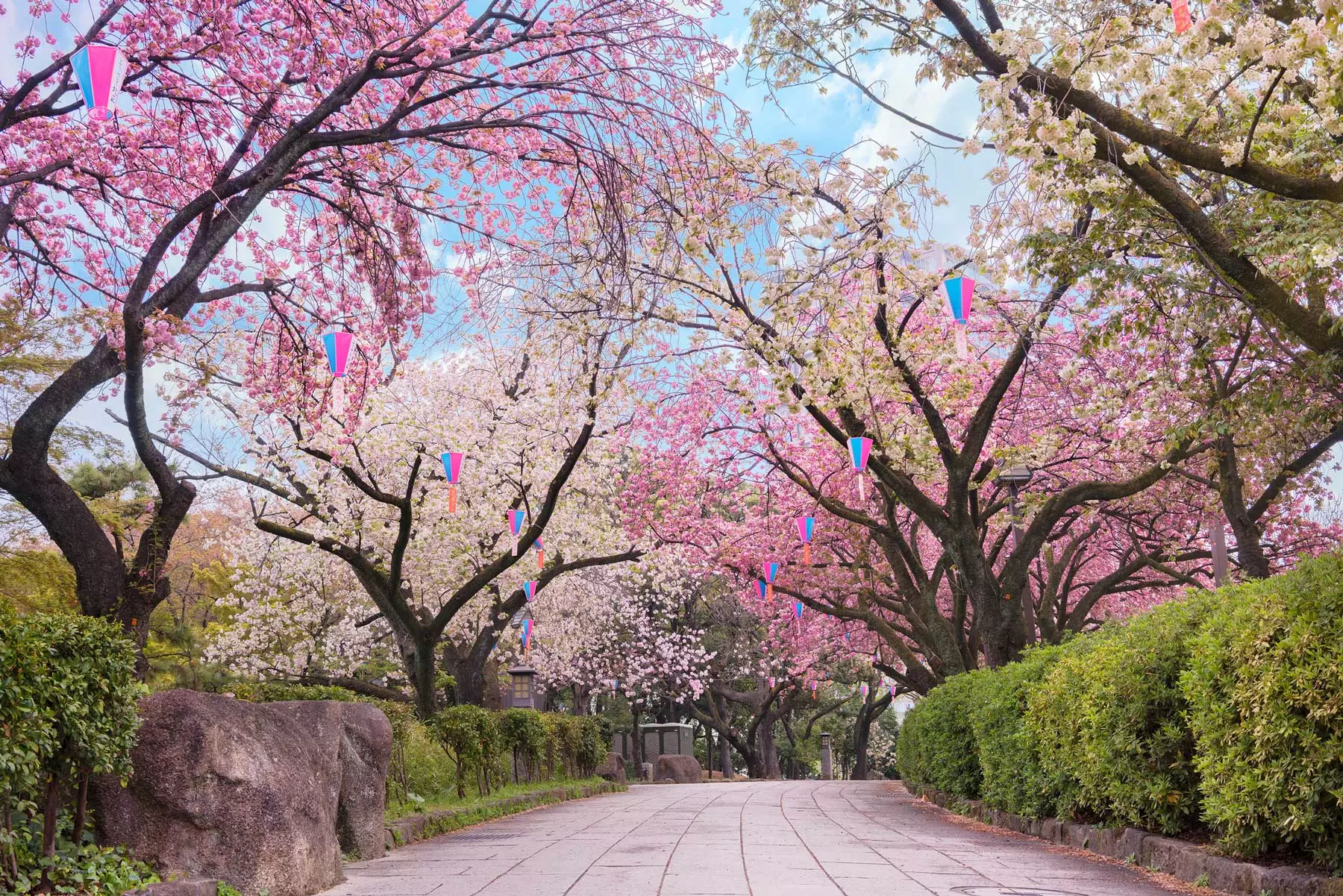 Chemin du parc Asukayama dominé par des cerisiers japonais en fleurs.