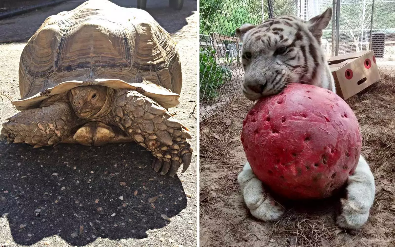 Zoo na Florydzie na sprzedaż