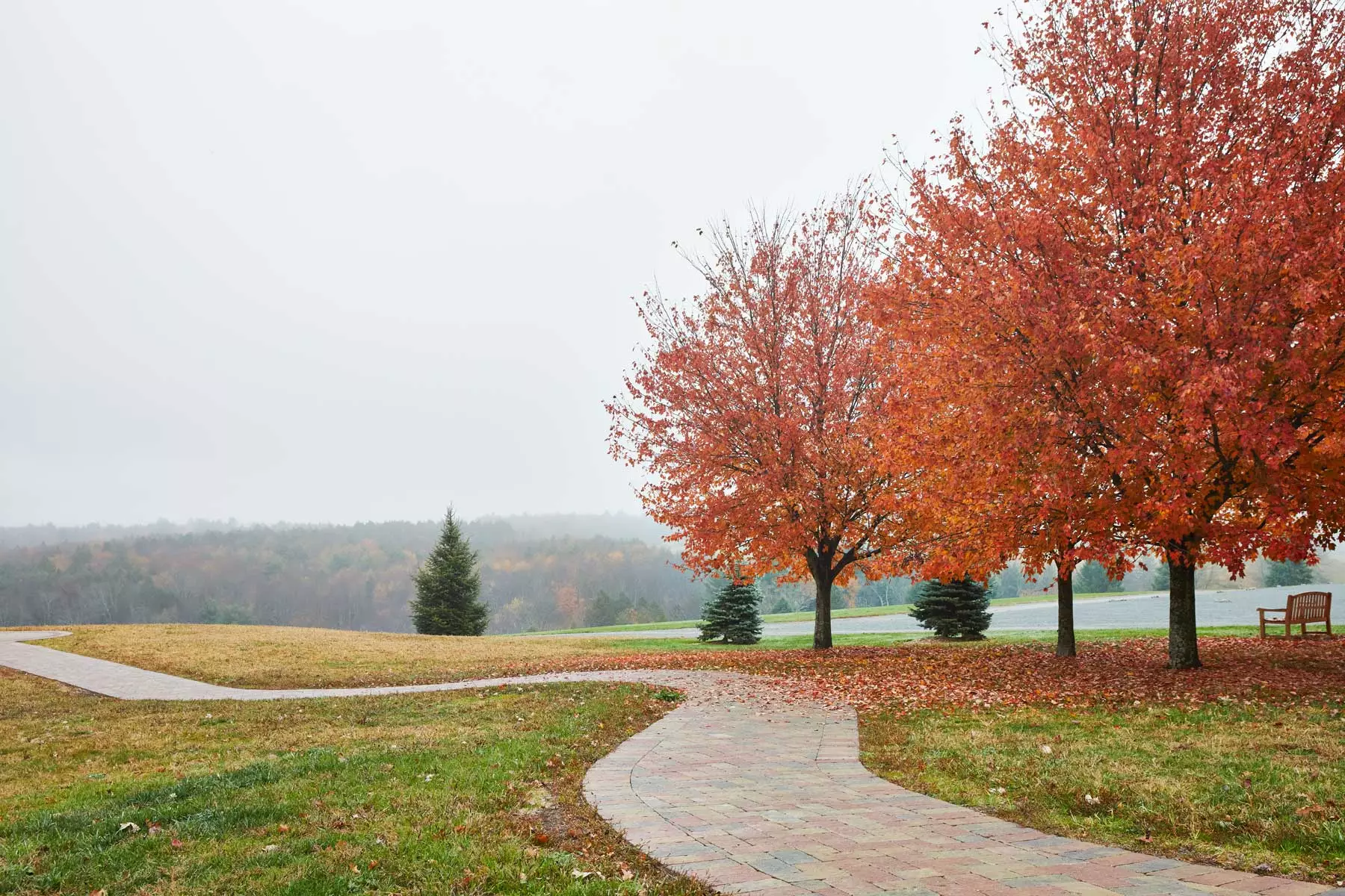 En gångväg genom Bethel Woods, i Catskills, med ljusa orange löv på träd