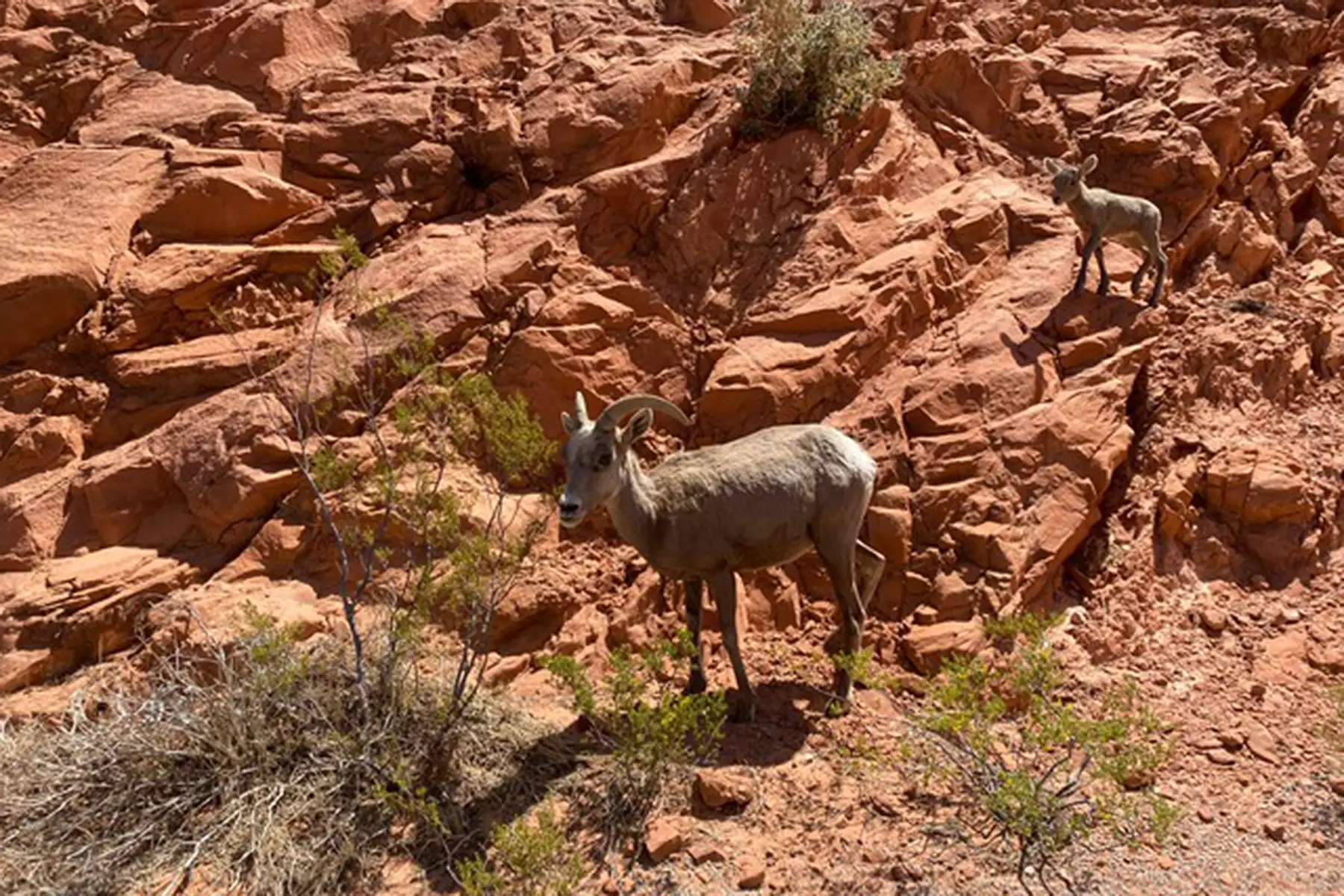 یک بز کوهی و یک بچه در پارک ایالتی Valley of Fire