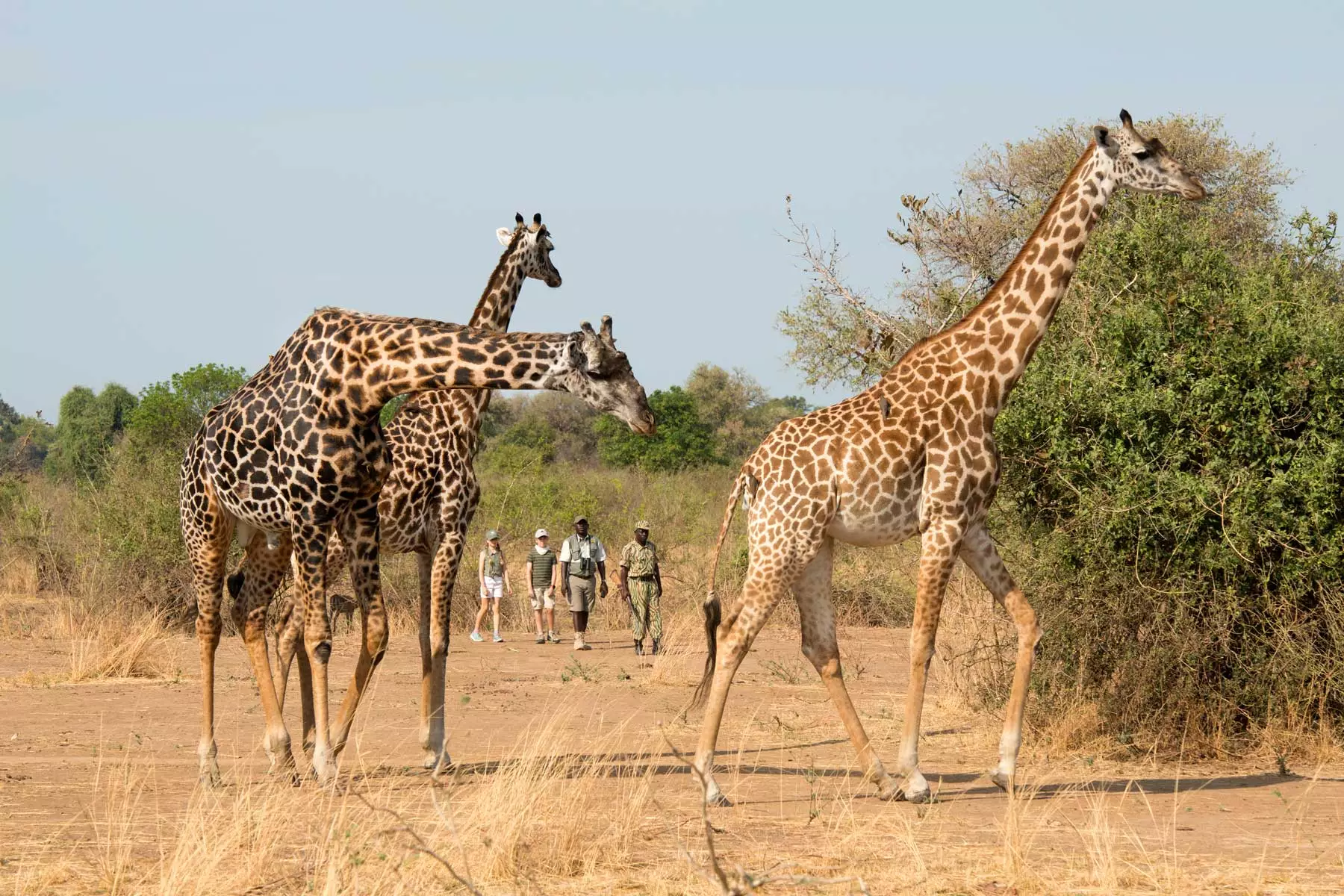 Folk på vandresafari i Zambia med udsigt over elefanter