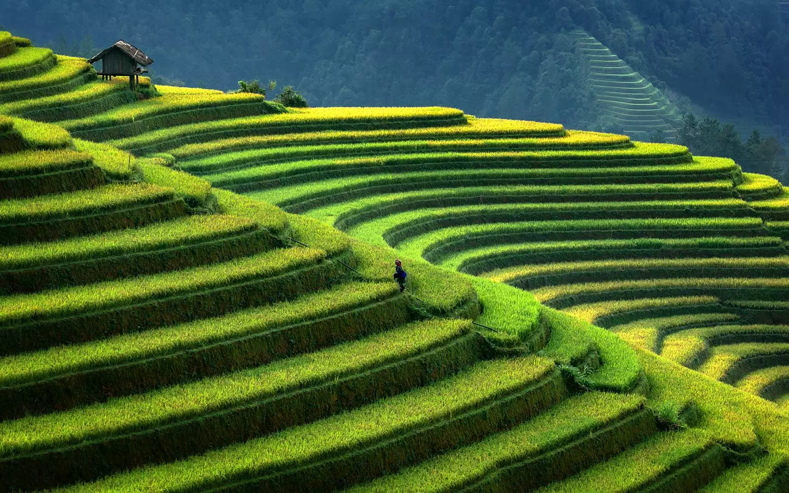 Arroz-soroak, Mu Cang Chai, Yenbai, Vietnam