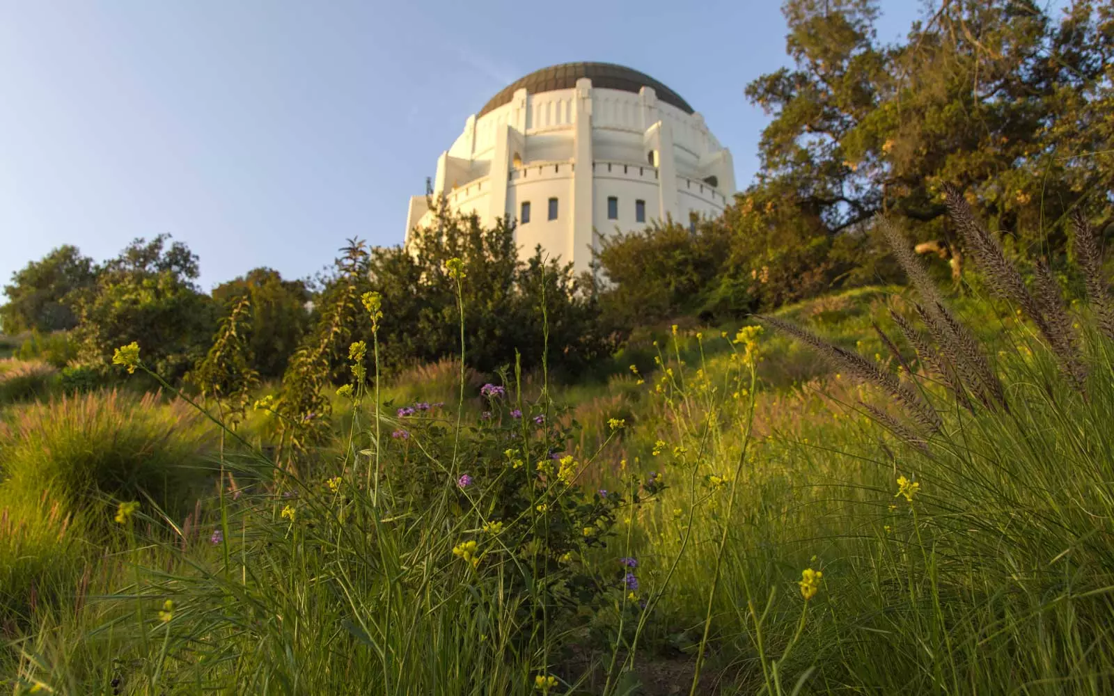 Lentebloemen en het observatorium van Griffith