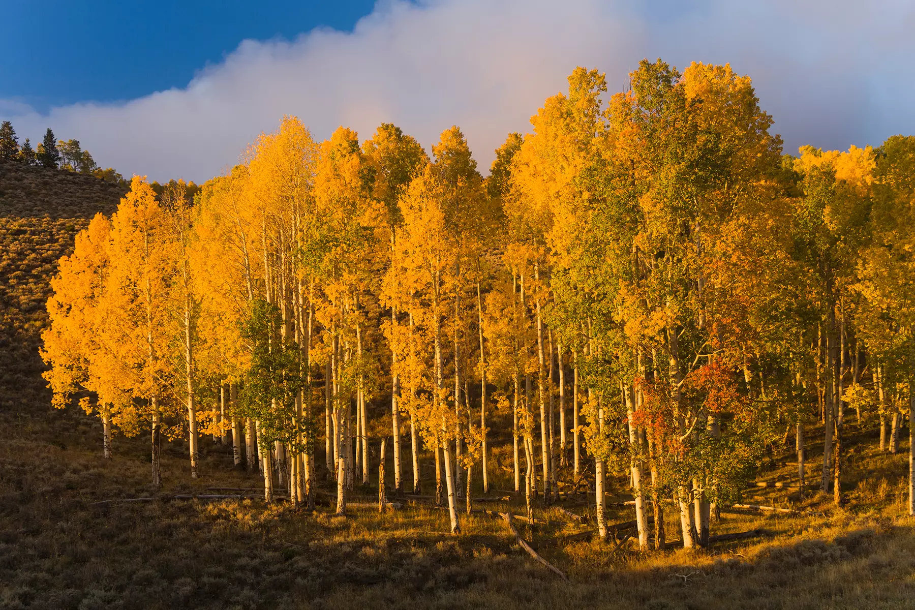 යූටා ඇඑජ. Aspen ගස් (Populus tremuloides) සරත් සෘතුවේ හිරු බැස යෑමේදී. සේවියර් සානුව. ෆිෂ්ලේක් ජාතික වනාන්තරය.