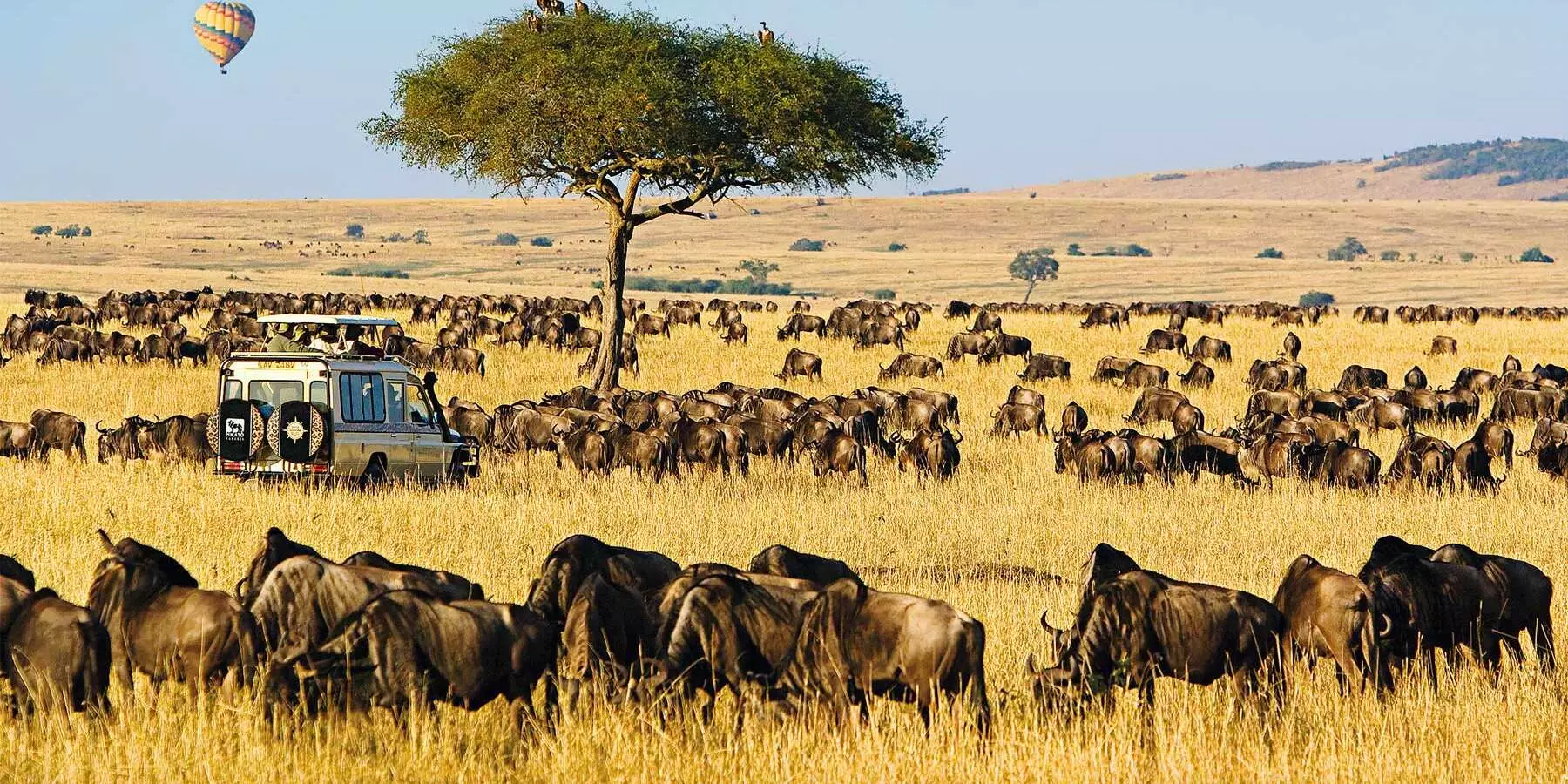 African Safari Tour Companies: Verdens bedste 2021