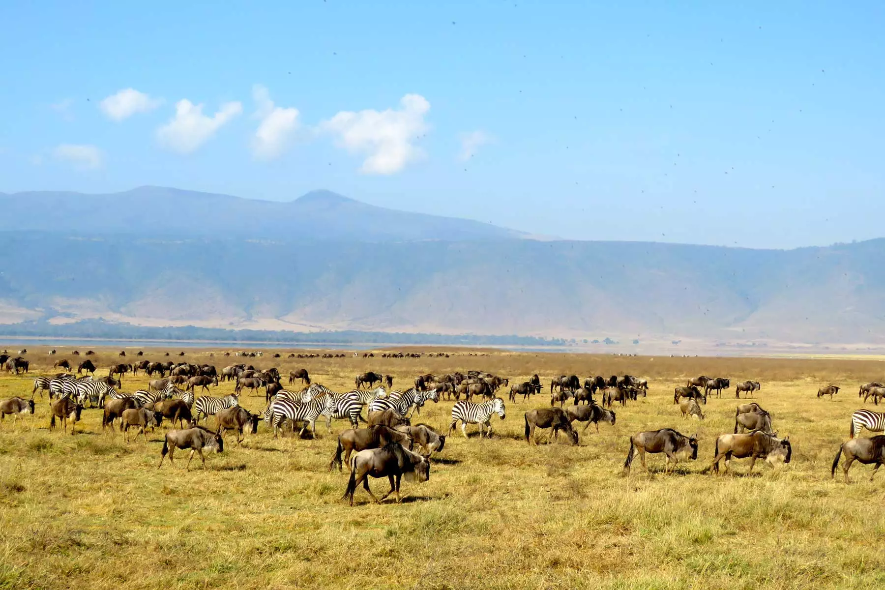 여행 비욘드(Travel Beyond)와 함께 나들이에서 본 응고롱고로 분화구(Ngorongoro Crater)의 얼룩말과 누우, 세계 최고의 사파리 복장 업체 중 하나로 선정