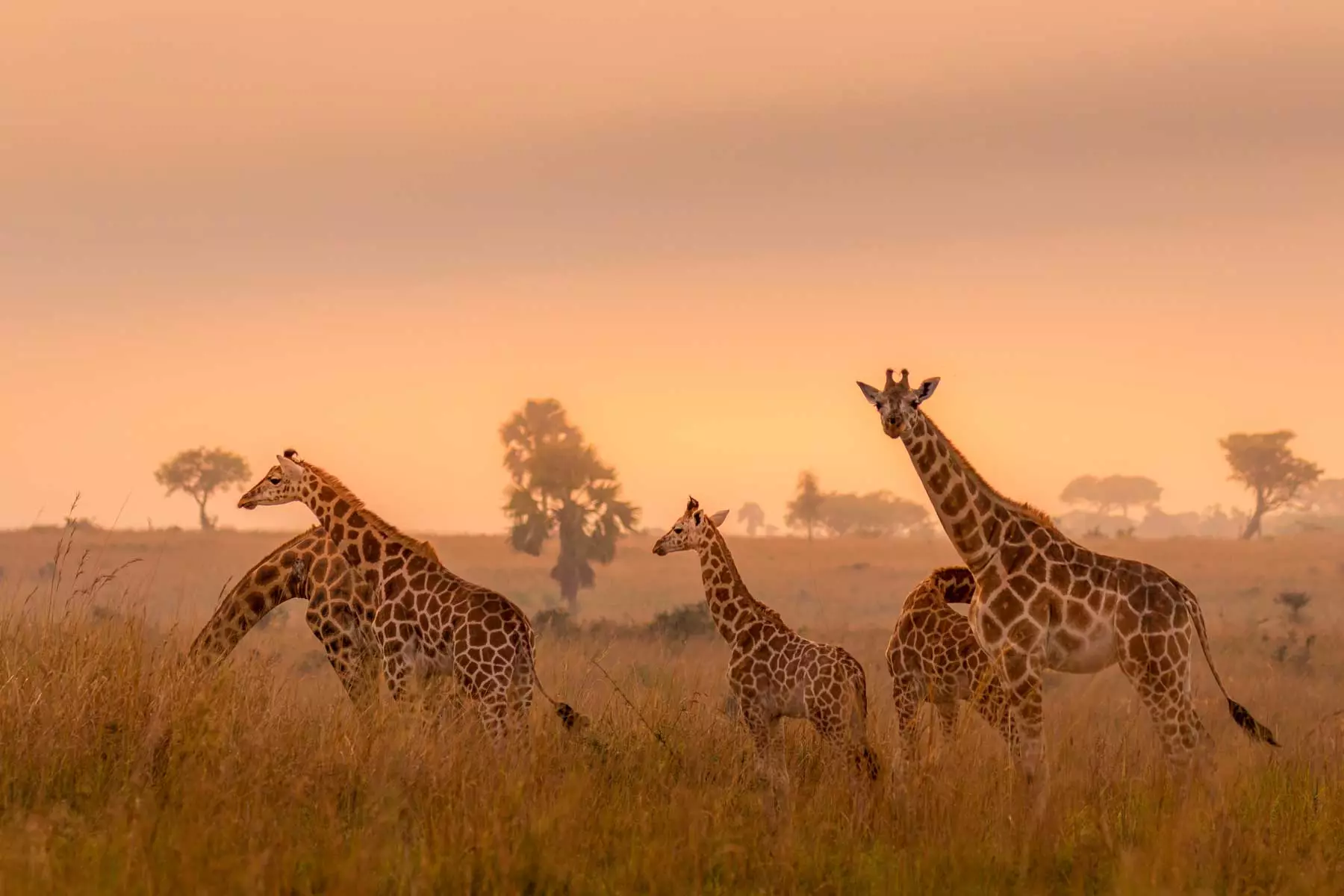 Otu ìgwè giraffe n'oge ọdịda anyanwụ dị ka a hụrụ na njem ha na Alluring Africa, họpụtara otu n'ime ndị na-ebuga safari kacha mma n'ụwa.