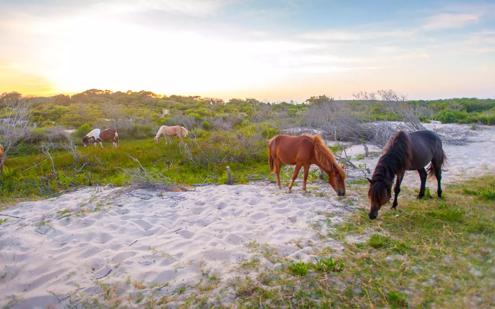 Fardaha daaqa, Assateague Island National Seashore, Maryland, USA