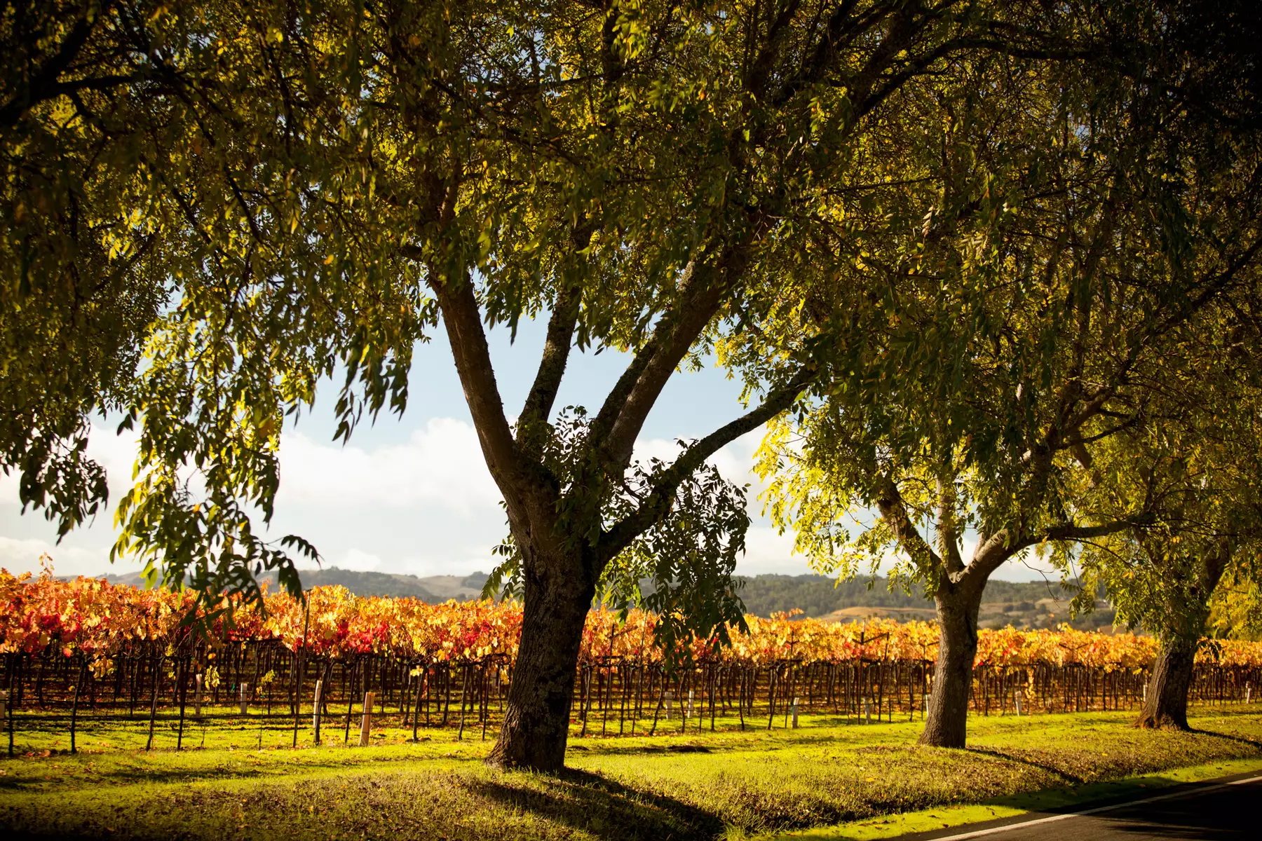 Kebon anggur di Napa salila Autumn