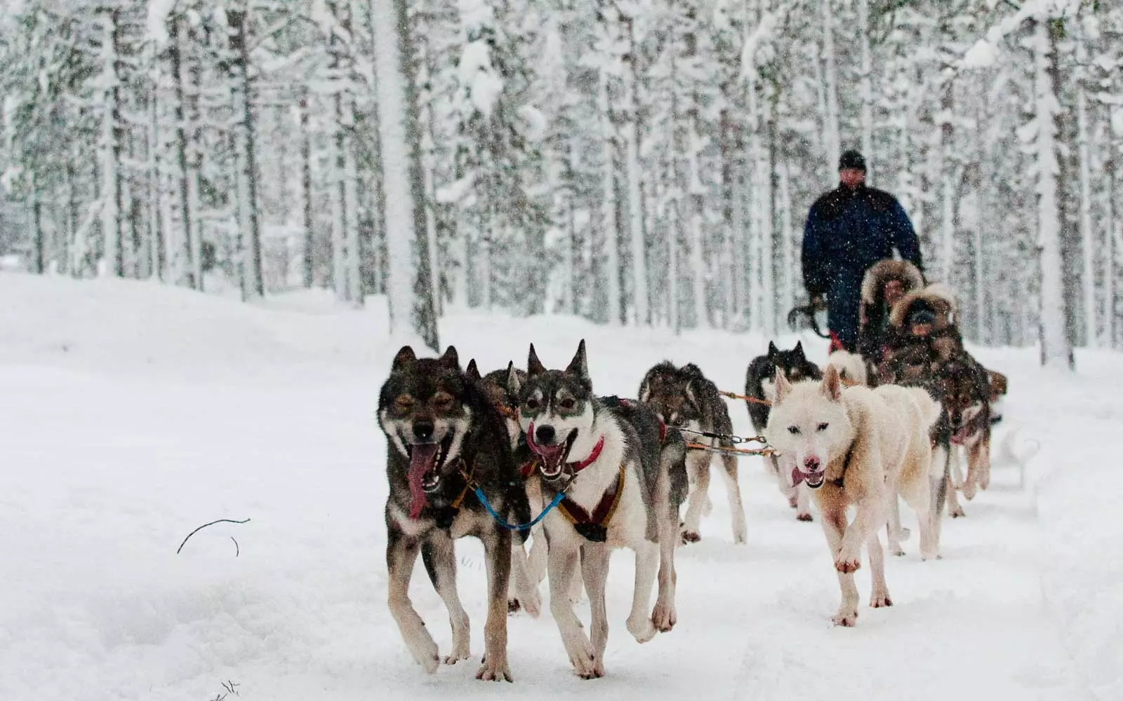 Dogsled Rovaniemi Finnis