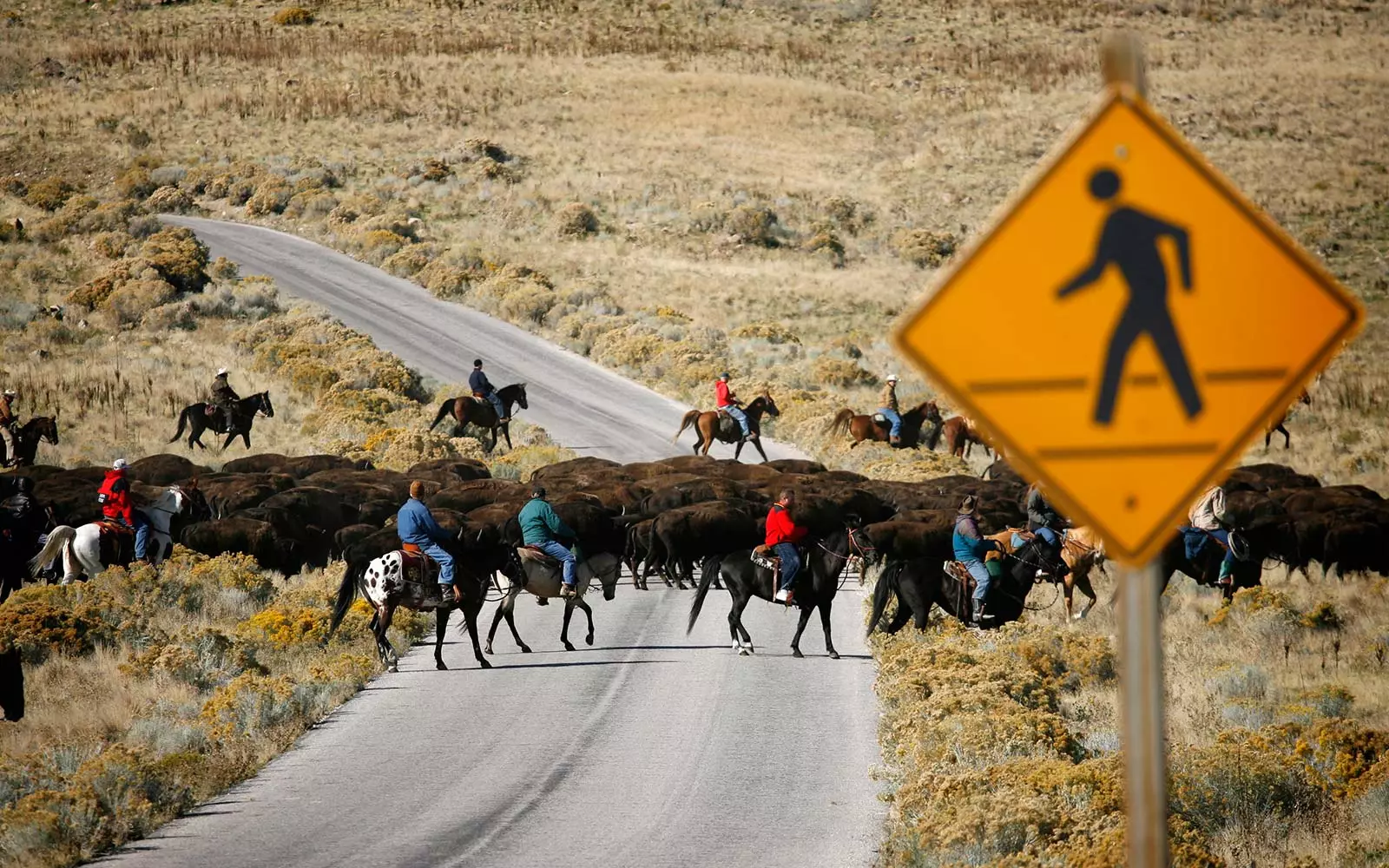 Јавачките членови на јавноста му помагаат на ренџерот да ги собере бизоните на државниот парк Антилопа Ајленд во Јута