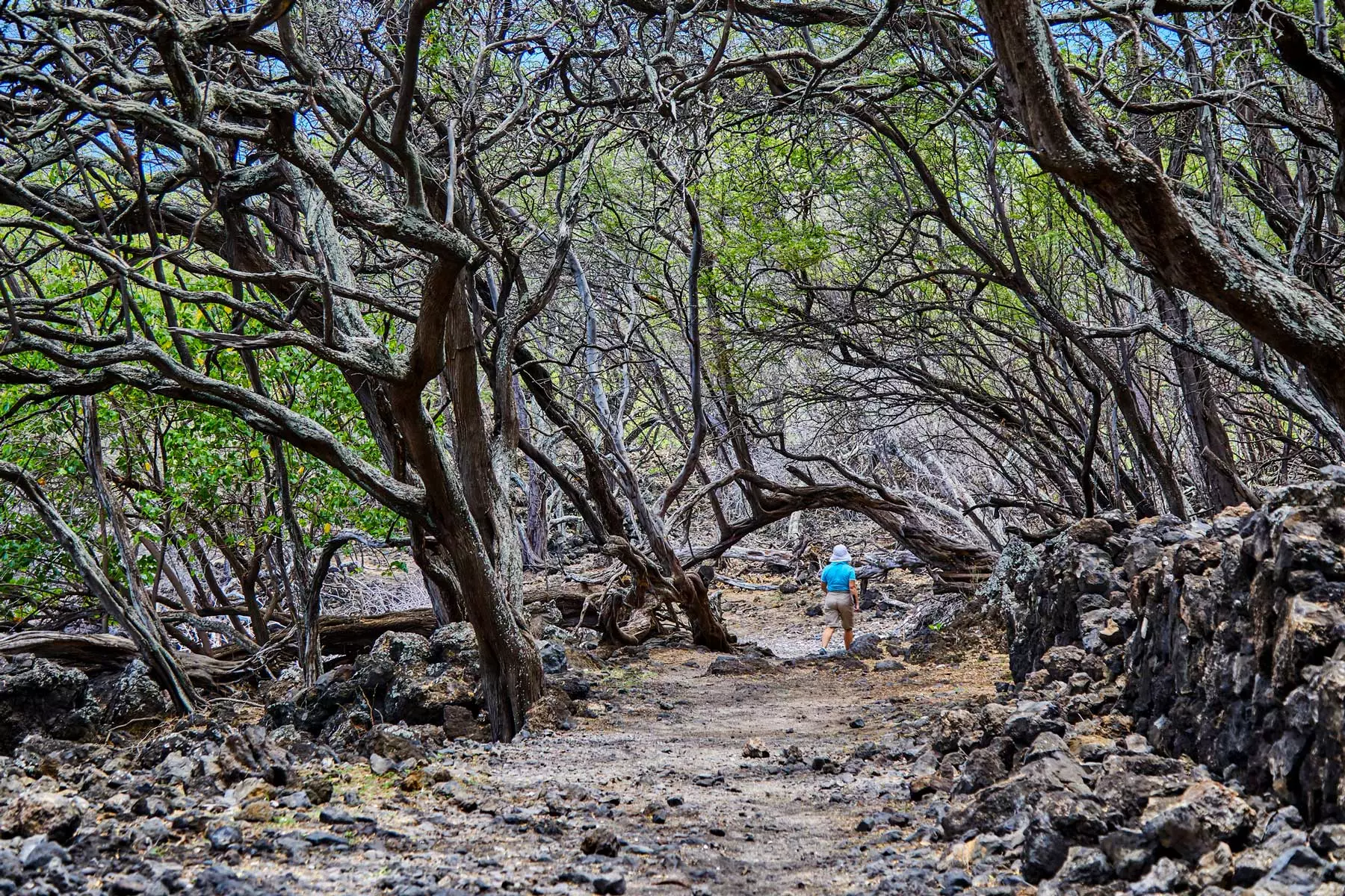 Awọn ẹhin igi ti o ni iyipo lori Ọna Hoapili, La Perouse Bay, Makena, Maui.Hawaii, AMẸRIKA