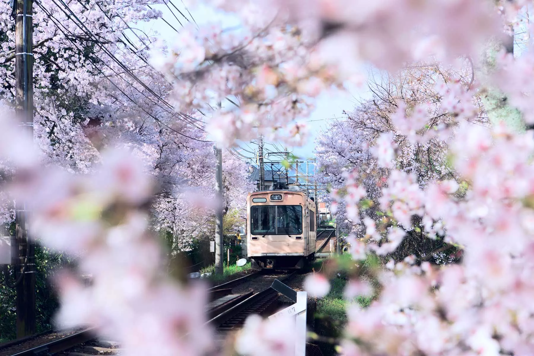 Usa ka tren nga nag-agi sa mga punoan sa cherry blossom sa tingpamulak, gipusil sa Kyoto, Japan