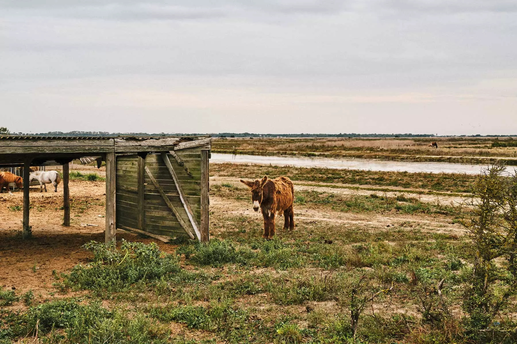 Un âne se tient à côté d'un abri sur l'île de Ré, en France