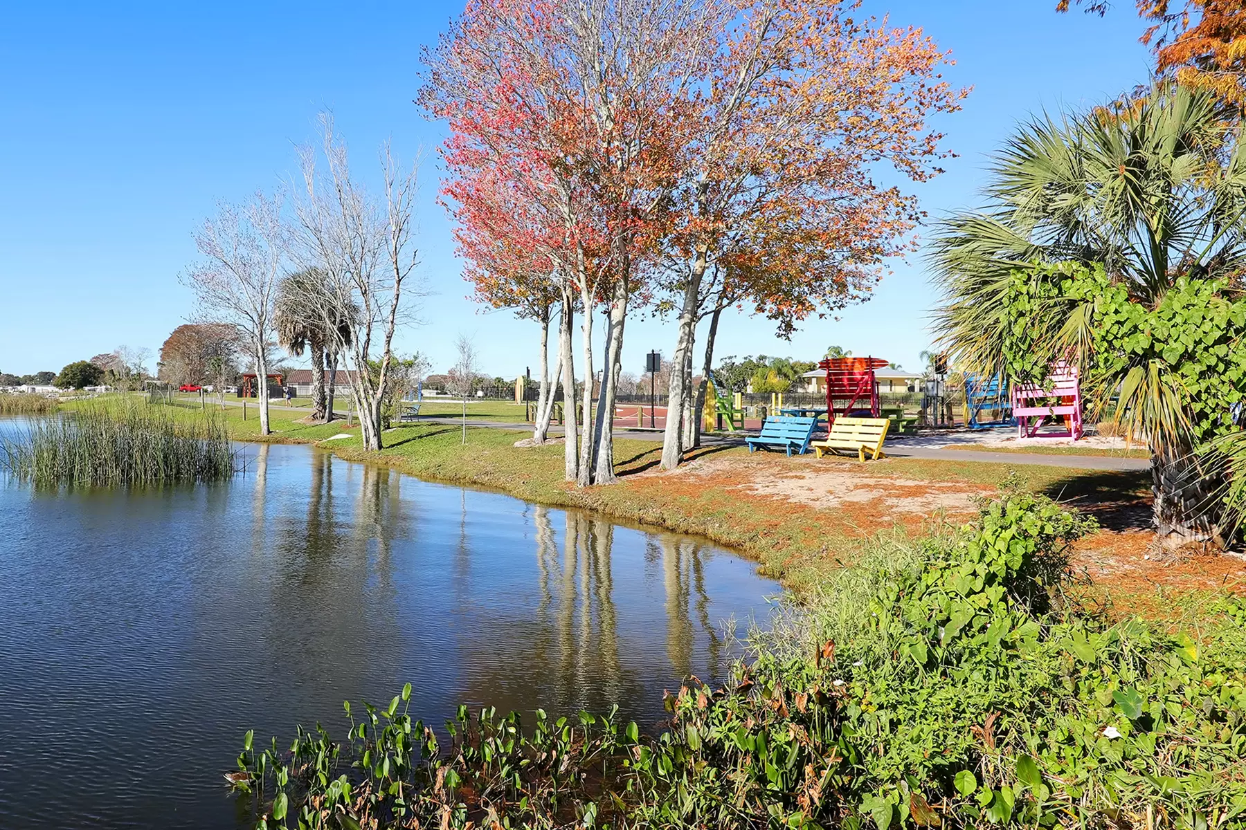 Floridos raudonieji klevai prie Dora ežero Wooten parke, Tavares, Florida.