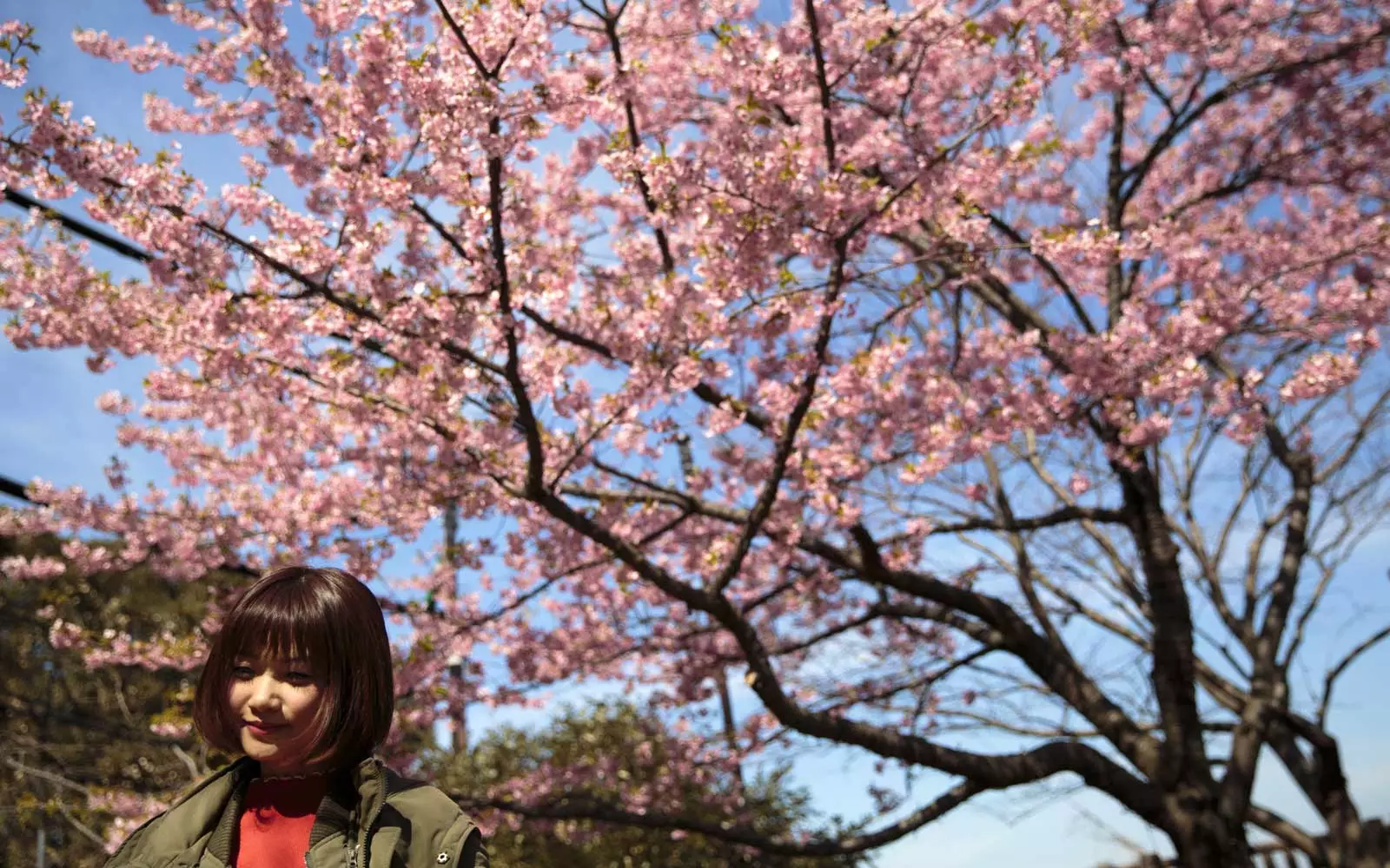 Flores de cerejeira Kawazu-Zakura na ilha de Enoshima, prefeitura de Kanagawa.