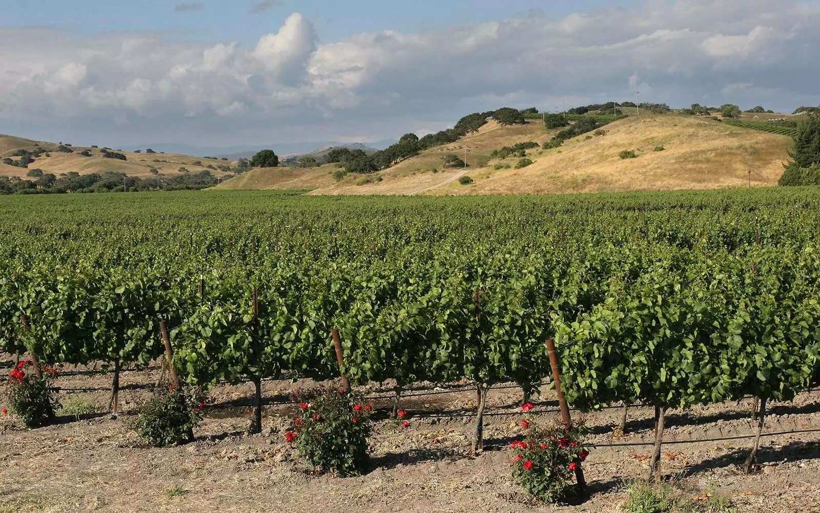 Vignoble à Los Alamos, Californie